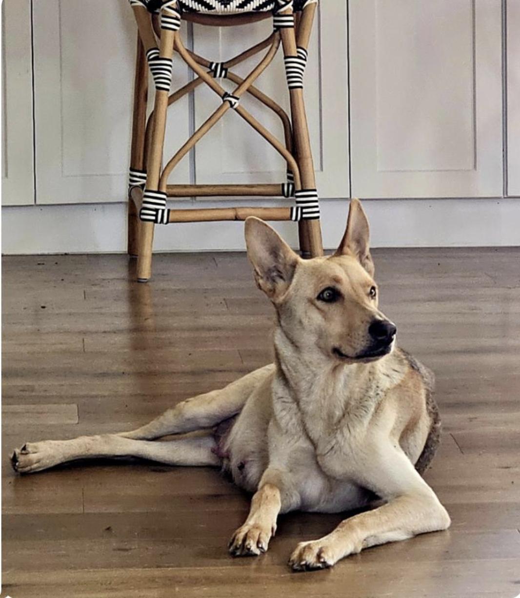 Dog for adoption - Violet, a German Shepherd Dog & Husky Mix in ...