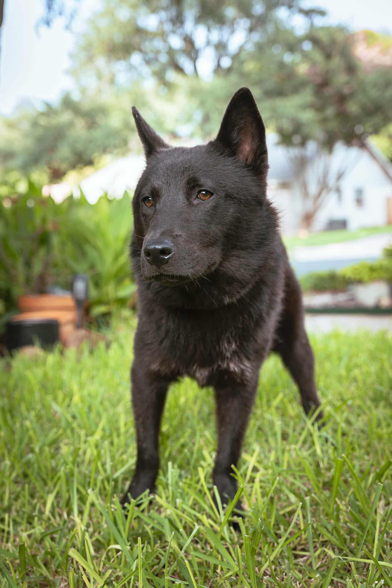 Dog for adoption - Jeb, a Chow Chow & Australian Cattle Dog / Blue ...