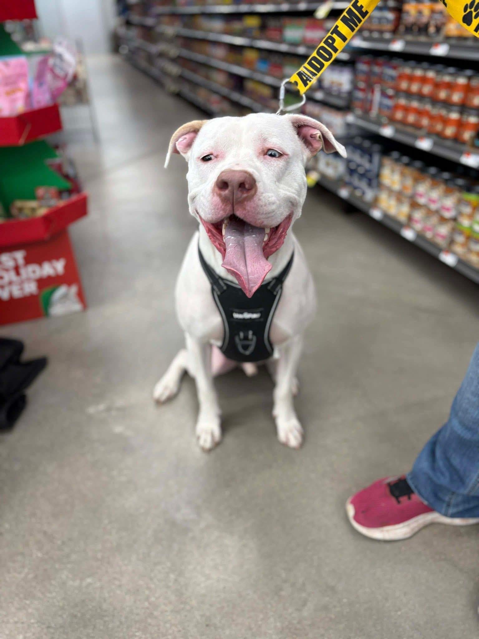 Roscoe - Adoptable Pet | Petfinder | Petfinder