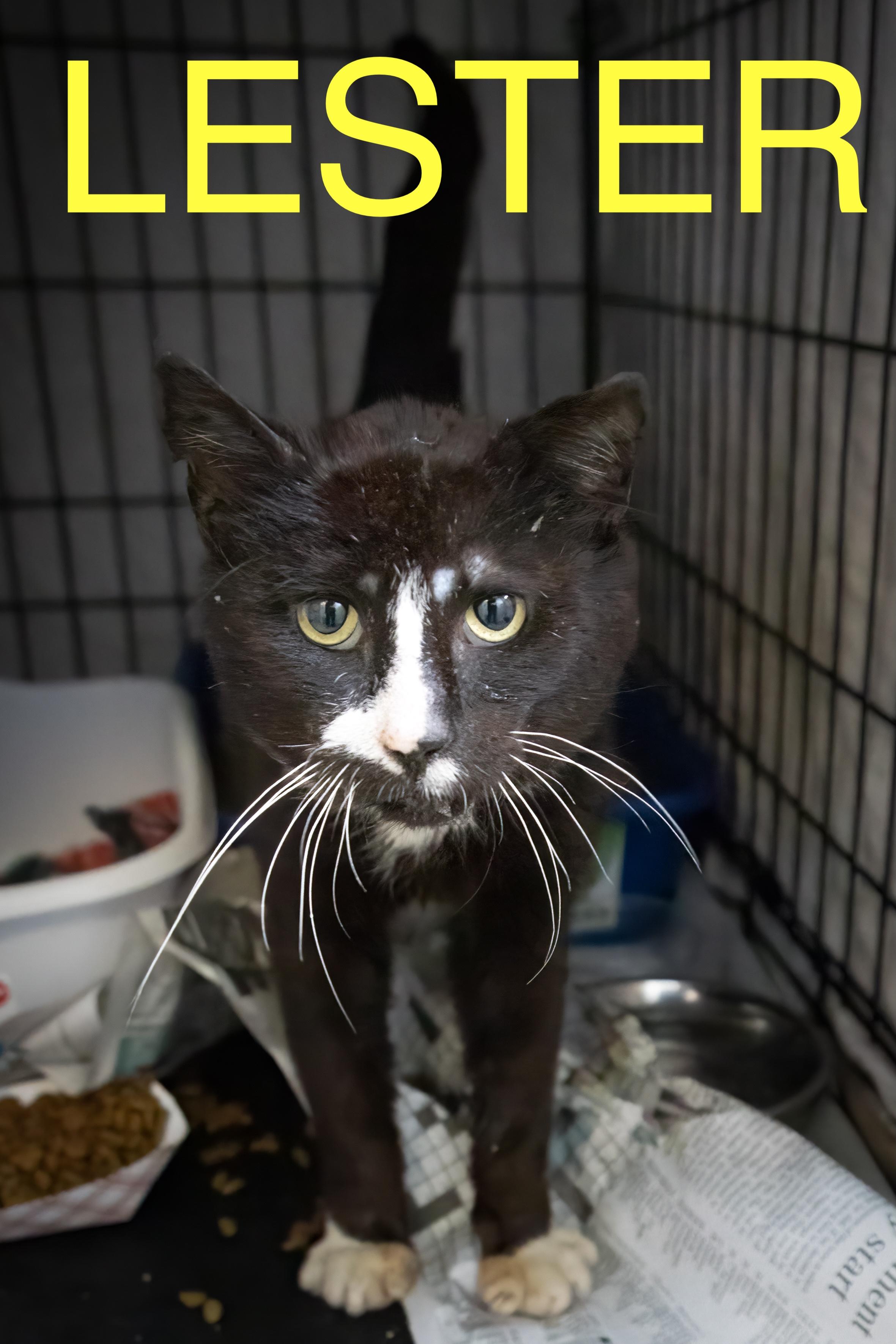 Cat for adoption - Lester: Catless Foster Needed (FCID# 04/07/25-27), a ...