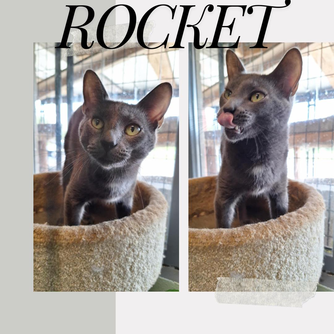 Cat for adoption - Rocket, a Domestic Short Hair in Dublin, VA | Petfinder