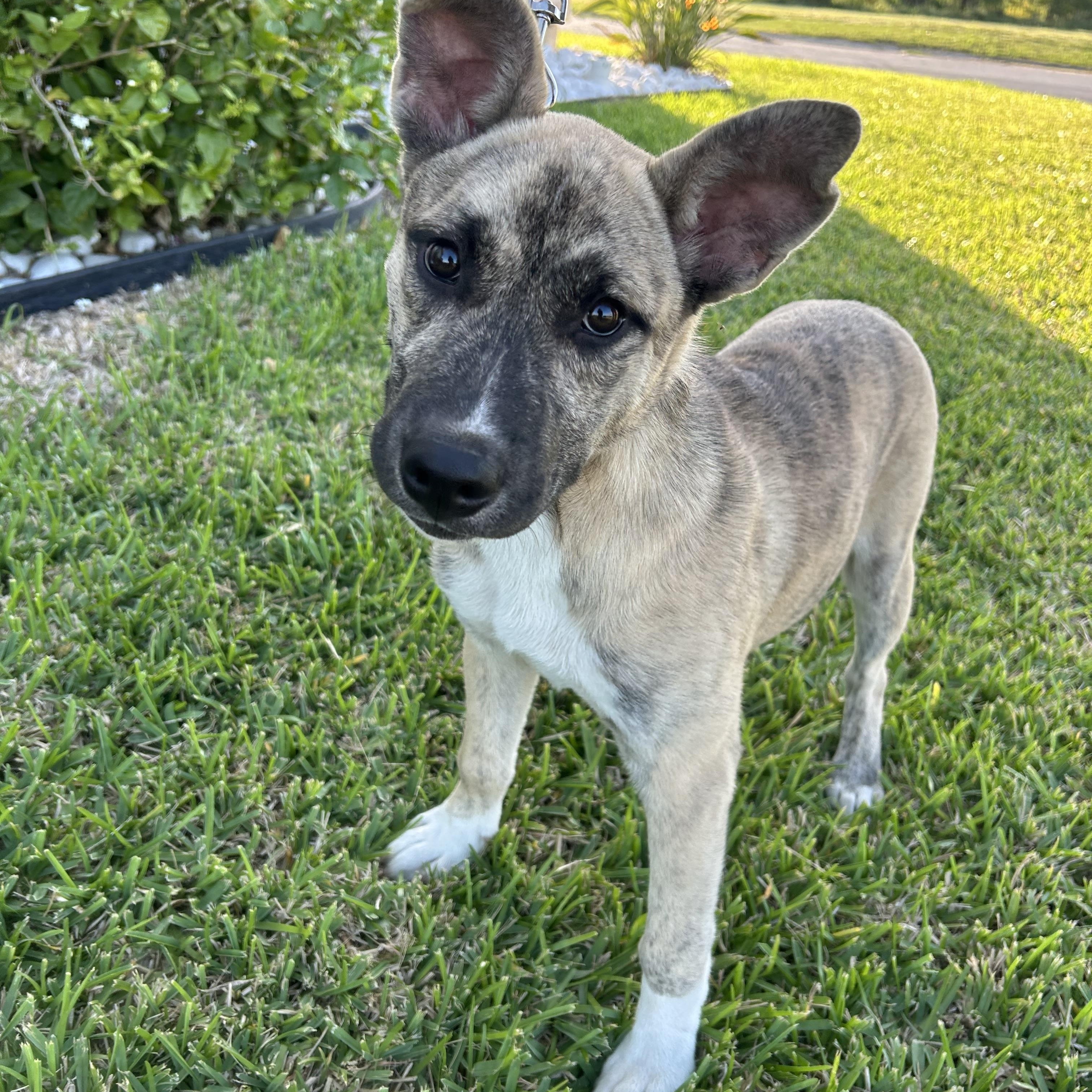 Dog for adoption - Elsie, a Dutch Shepherd in Eau Claire, WI | Petfinder