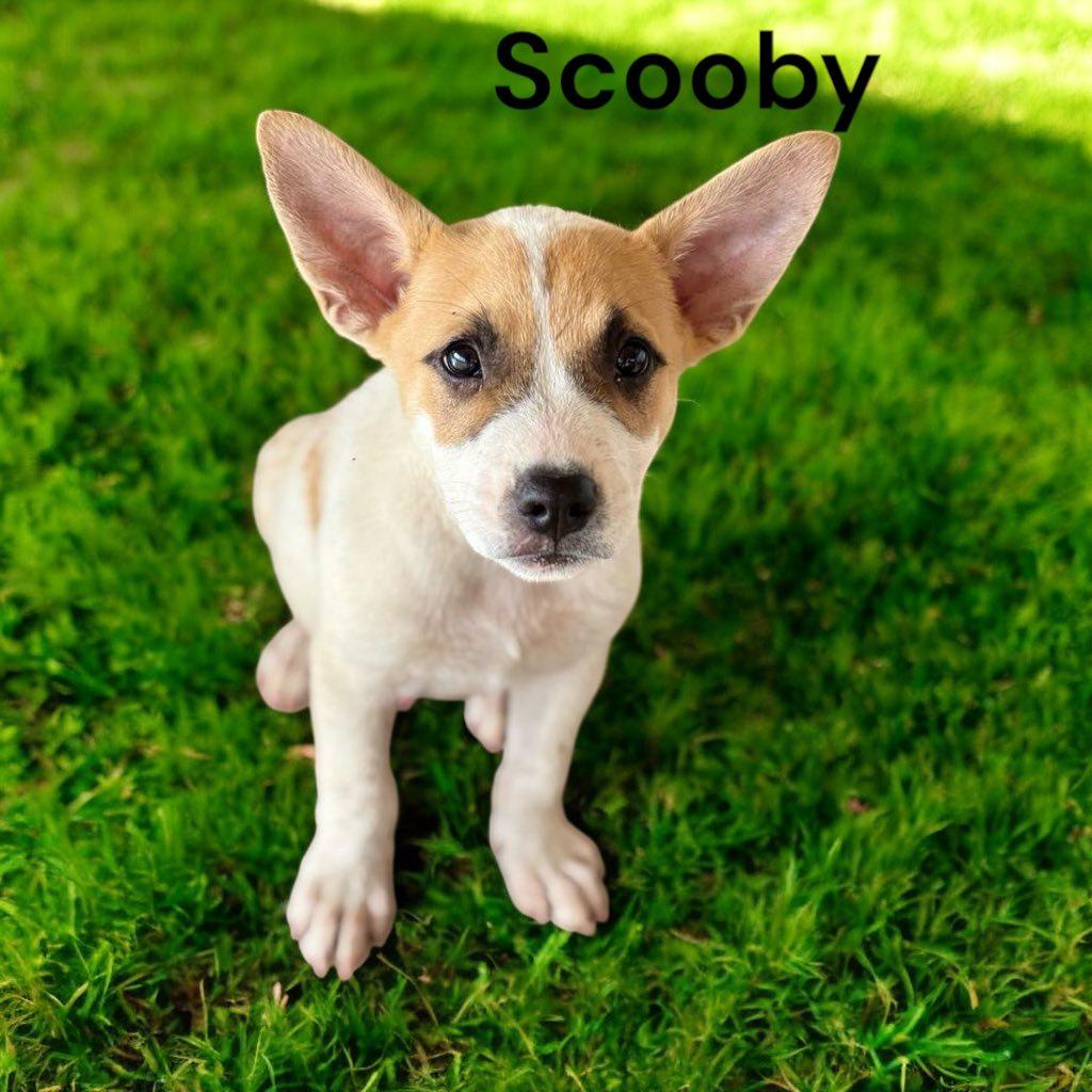 Dog for adoption - Scooby, a Jack Russell Terrier & Labrador Retriever ...