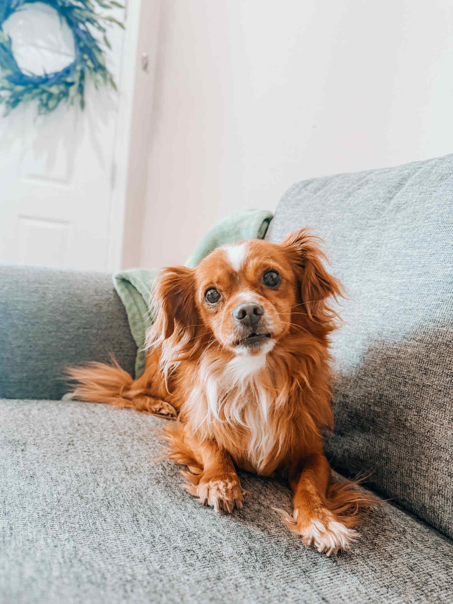Dog for adoption - Spot, a Papillon & Cocker Spaniel Mix in Goodyear ...