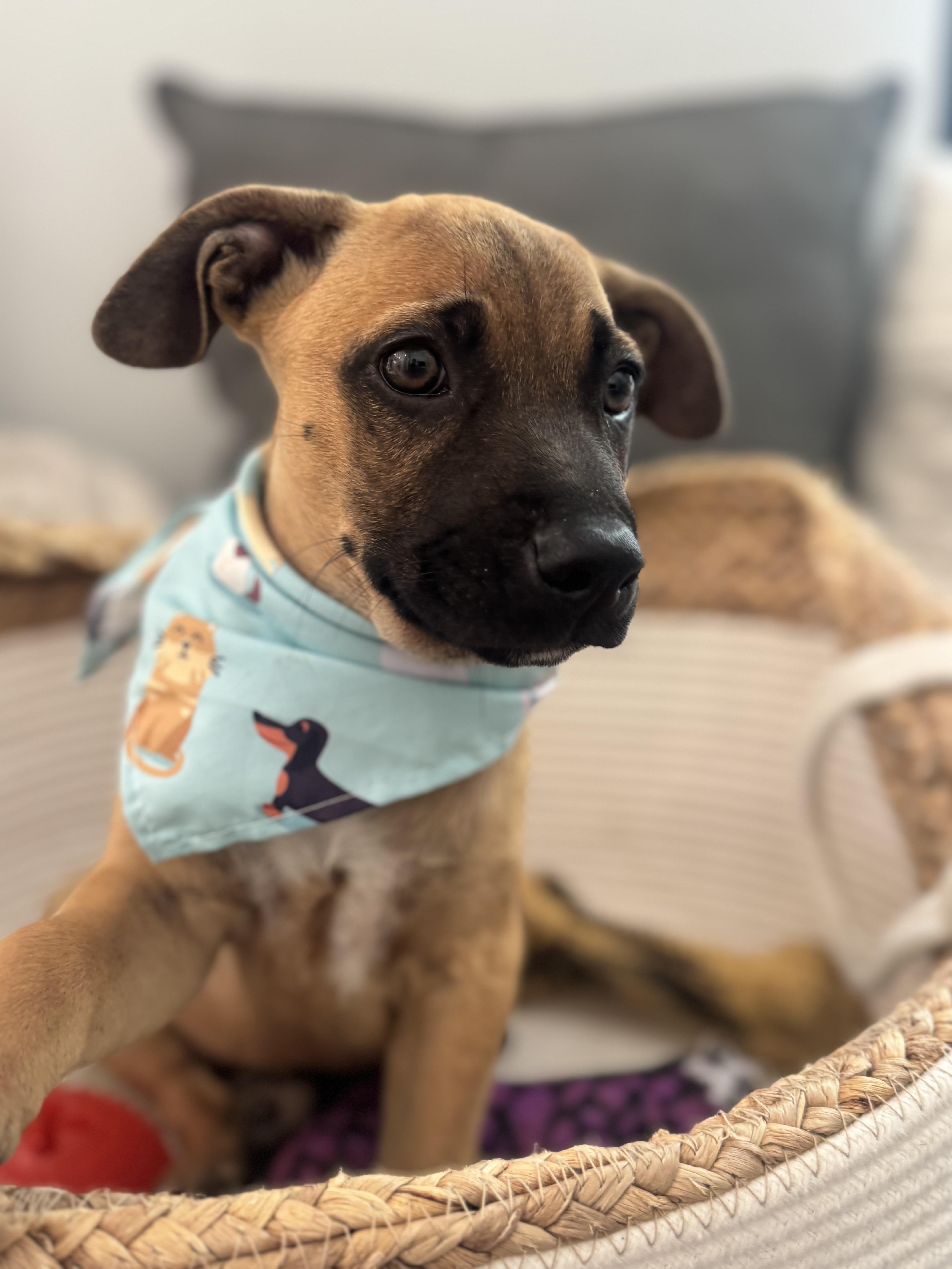 Dog for adoption - Brad Pitt: The Handsome Heartthrob of His Litter, a ...