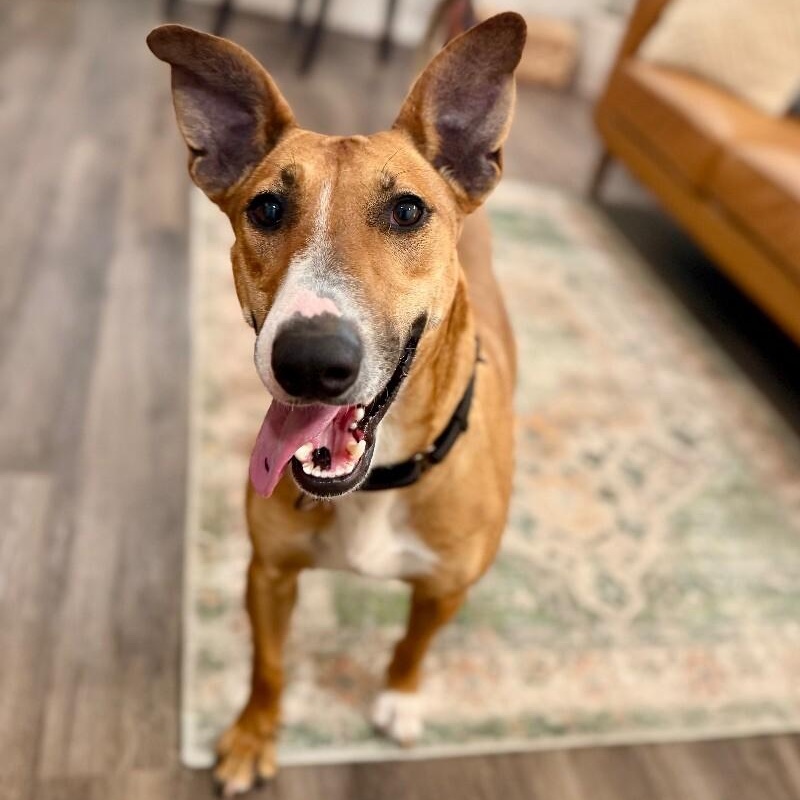 Dog for adoption - Molly Dolly Loves Bigger Than Her Ears, a Labrador ...