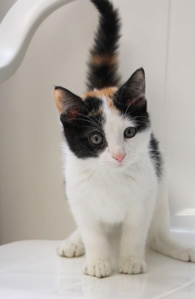 Cat for adoption - Danica, a Calico Mix in Waupun, WI | Petfinder