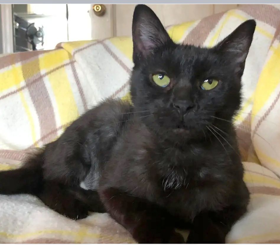 Cat for adoption - Lola (Foster or Forever Home Needed), a Domestic ...