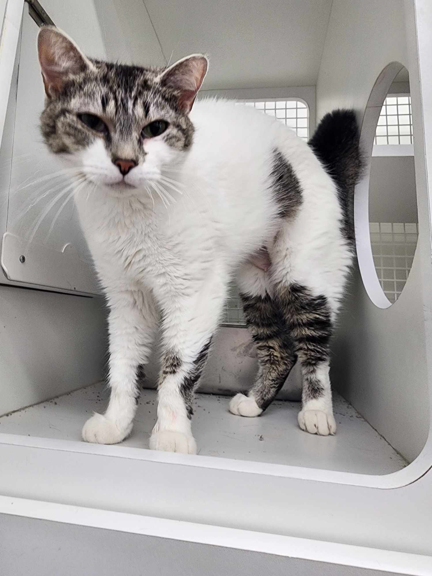 Cat for adoption - Wild Cherry, a Domestic Short Hair in Kinston, NC ...