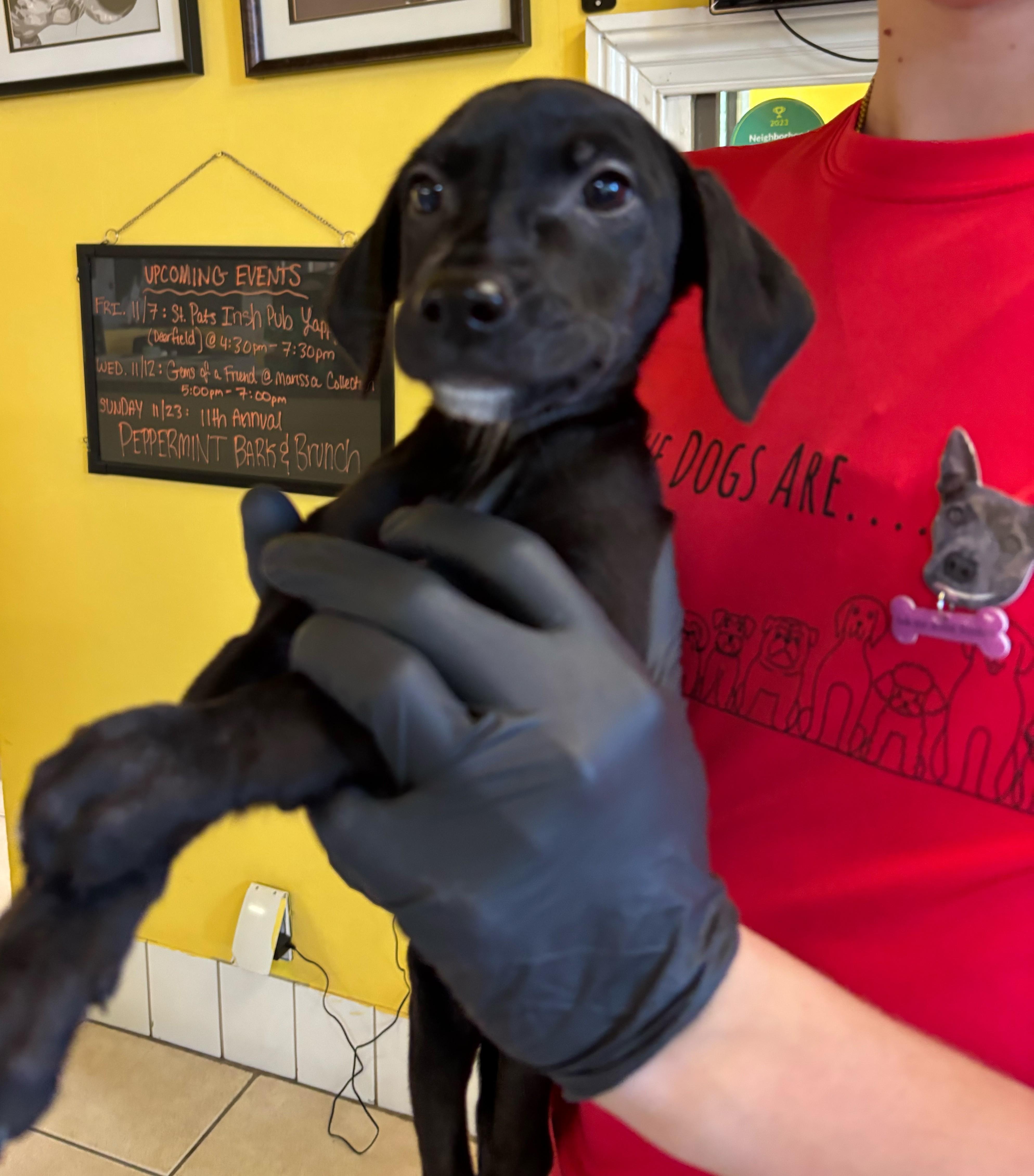 Dog for adoption - Cider 2752, a Labrador Retriever Mix in Boca Raton, FL | Petfinder