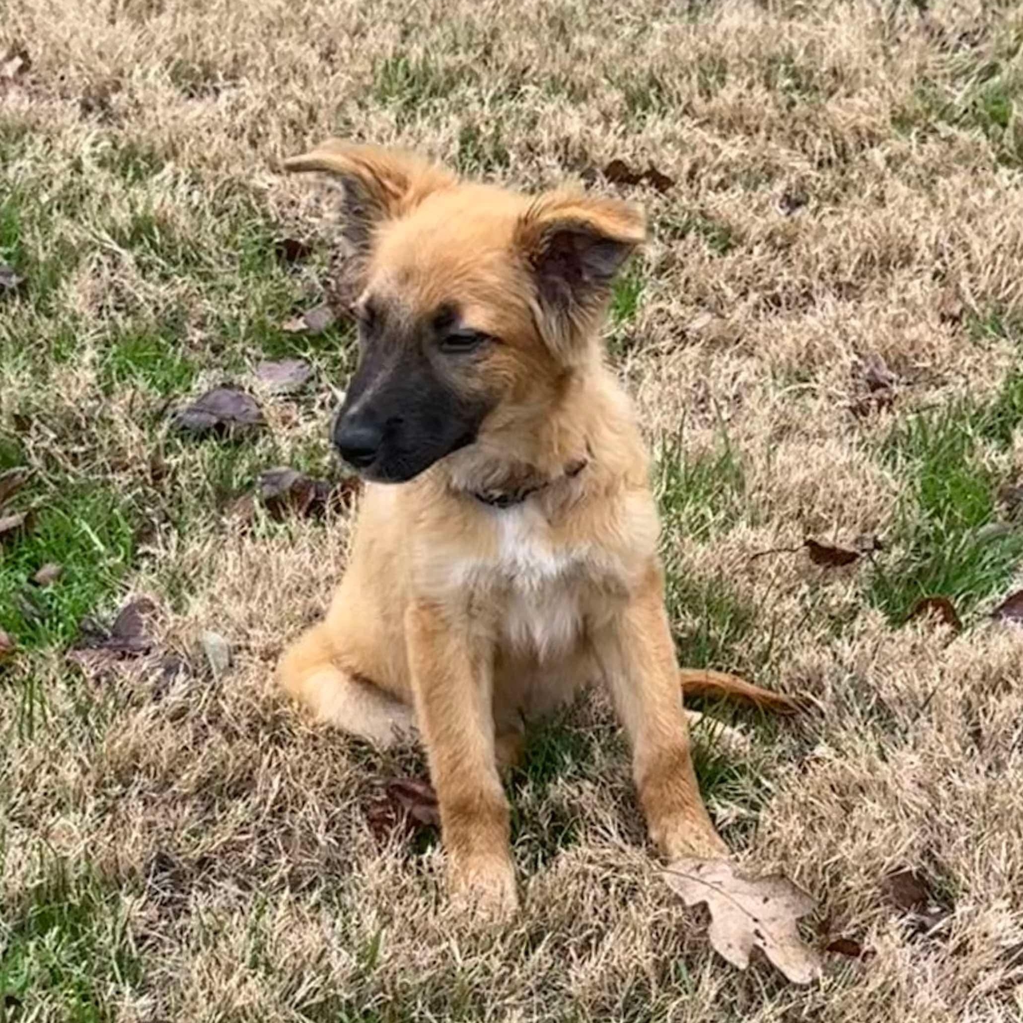 Dog for adoption - Christi, a German Shepherd Dog Mix in Pascoag, RI ...