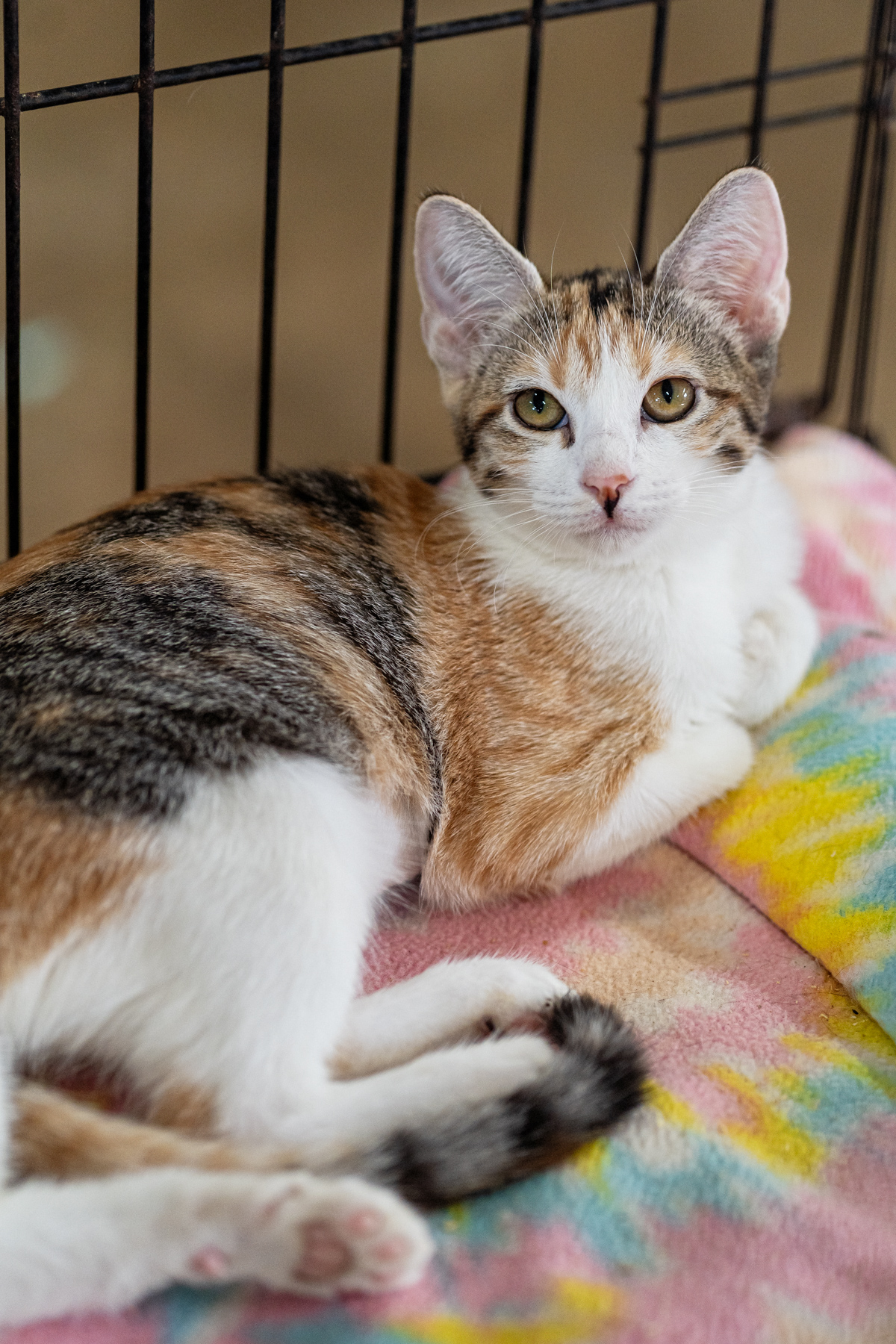 Adoptable Pets - Living Love Animal Rescue & Sanctuary