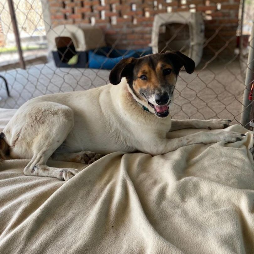 Dog for adoption - Regina, a Mixed Breed in Bucerias, NAY | Petfinder