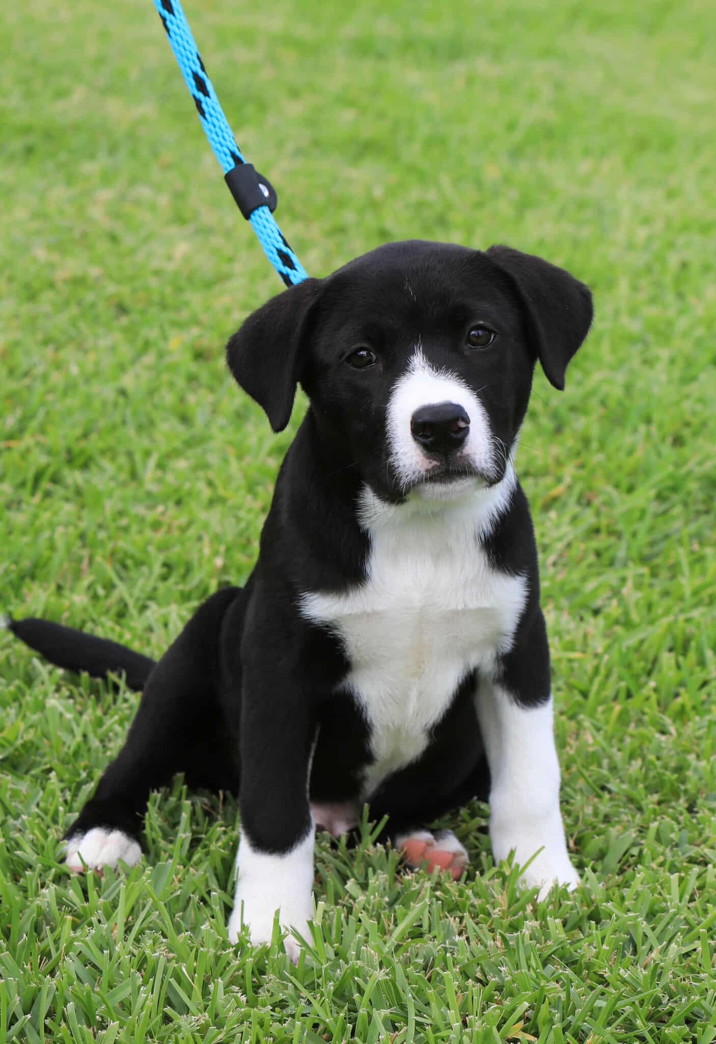 Dog for adoption - Dodger, a Black Labrador Retriever Mix in Albany, NY ...