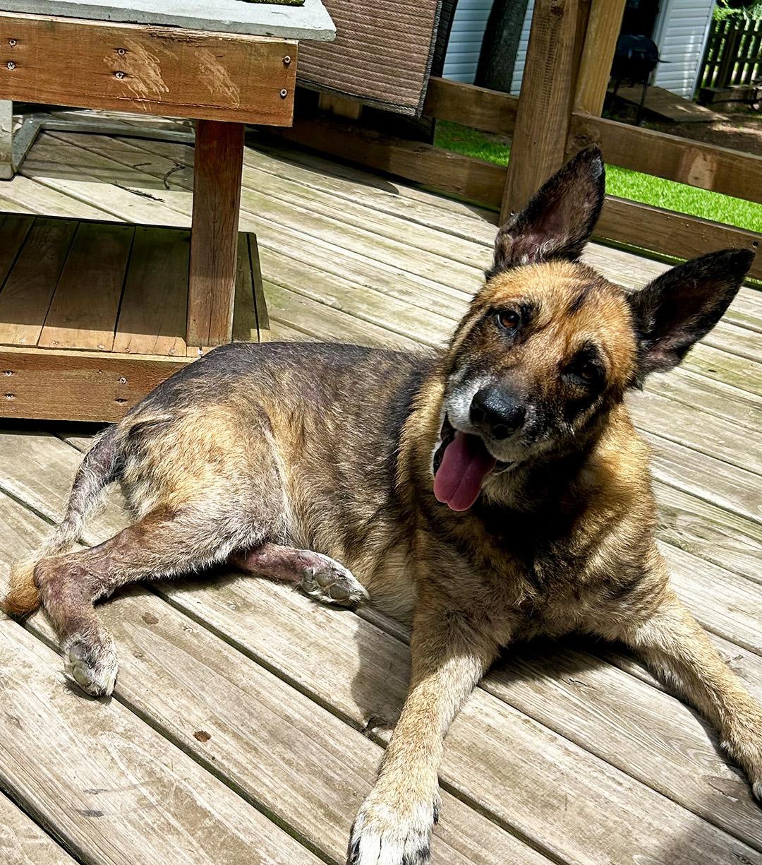 Dog for adoption - Ike, a German Shepherd Dog in Elgin, IL | Petfinder