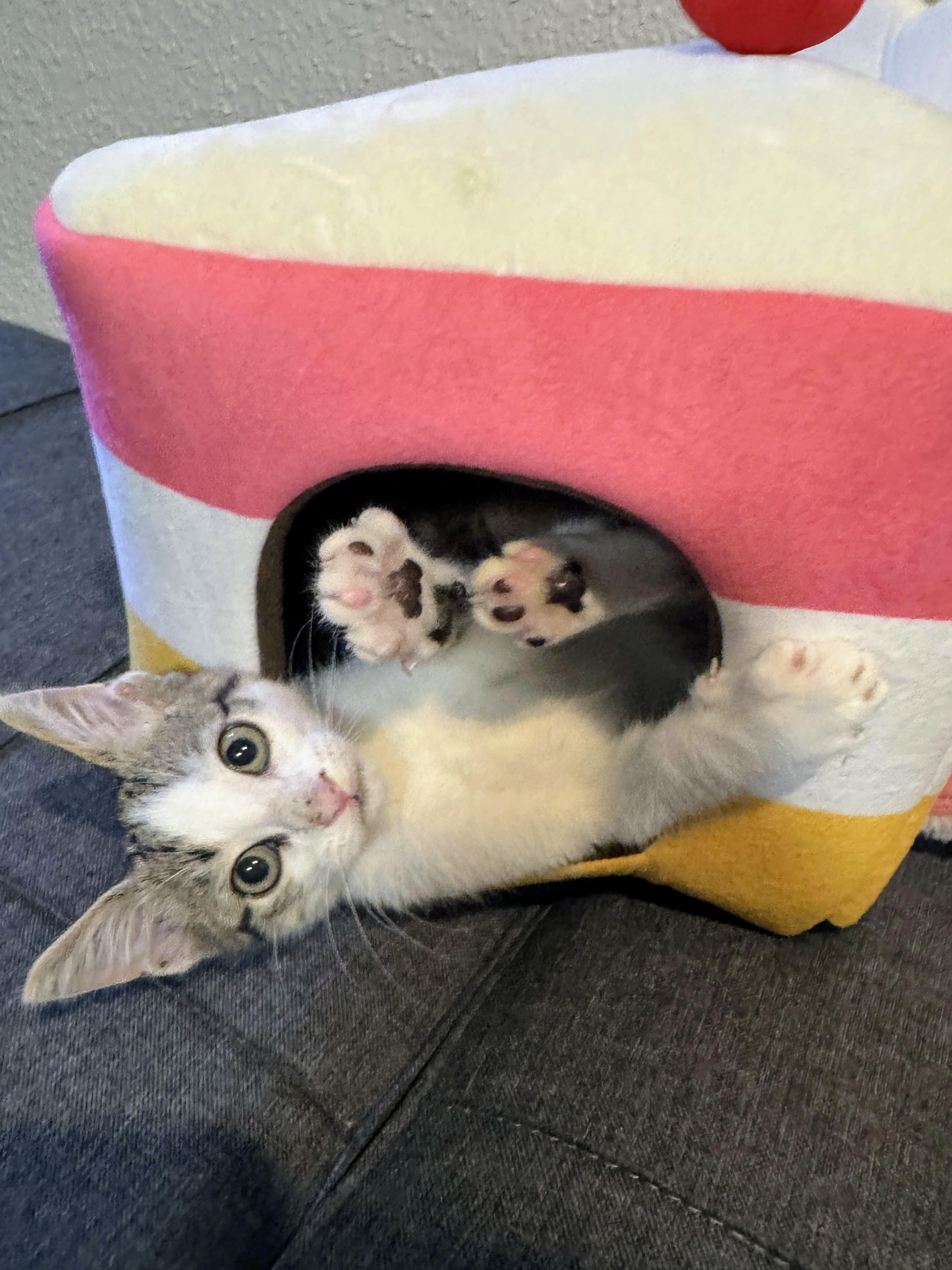 Cat for adoption - Sesame, a Domestic Short Hair in Brattleboro, VT ...