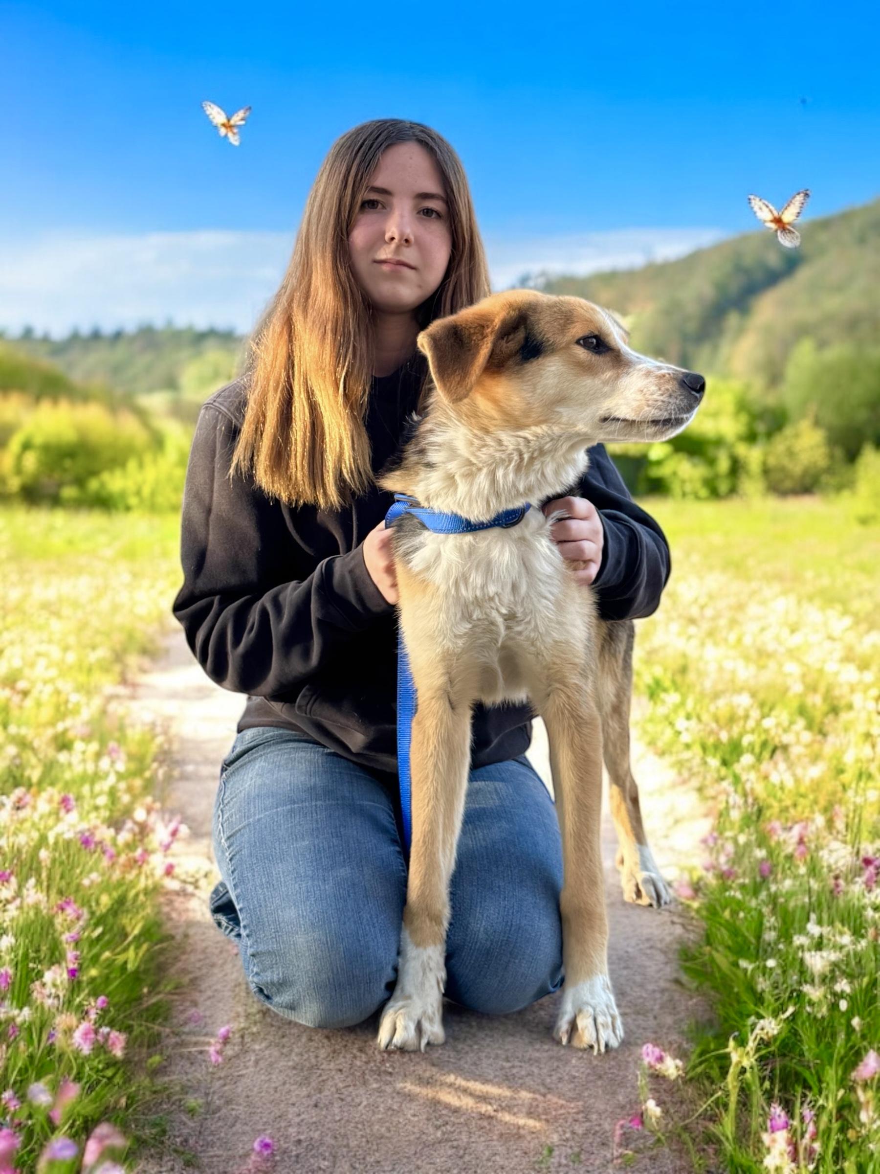 Dog for adoption - Fox, a Foxhound & German Shepherd Dog Mix in ...