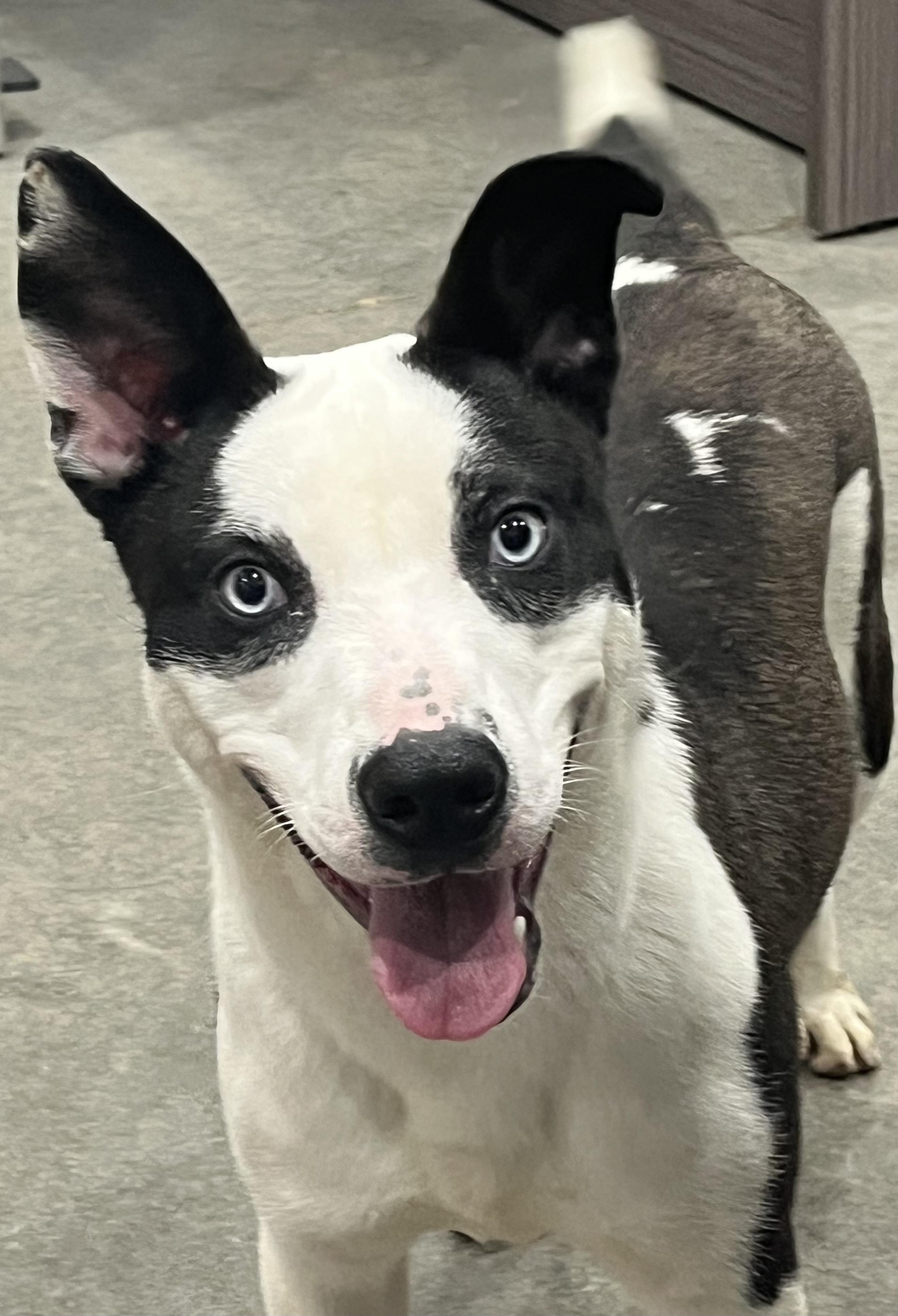 Dog for adoption - Boo, a Terrier Mix in Ottumwa, IA | Petfinder