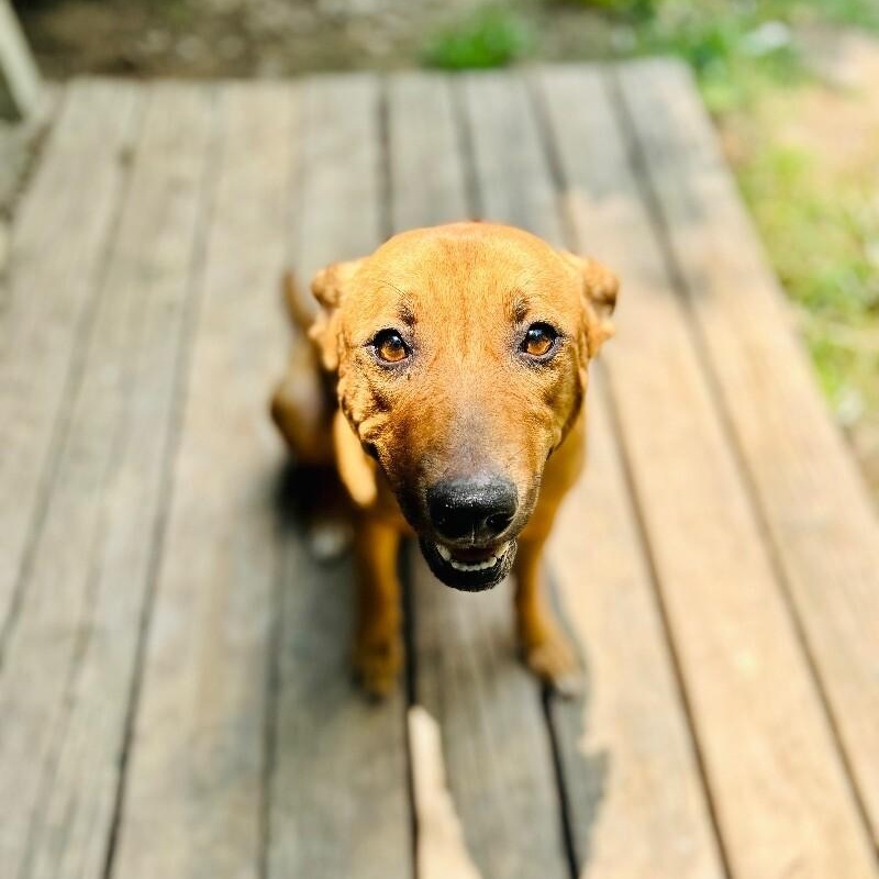 Dog for adoption - Chili Daniel, a Labrador Retriever & Black Mouth Cur ...