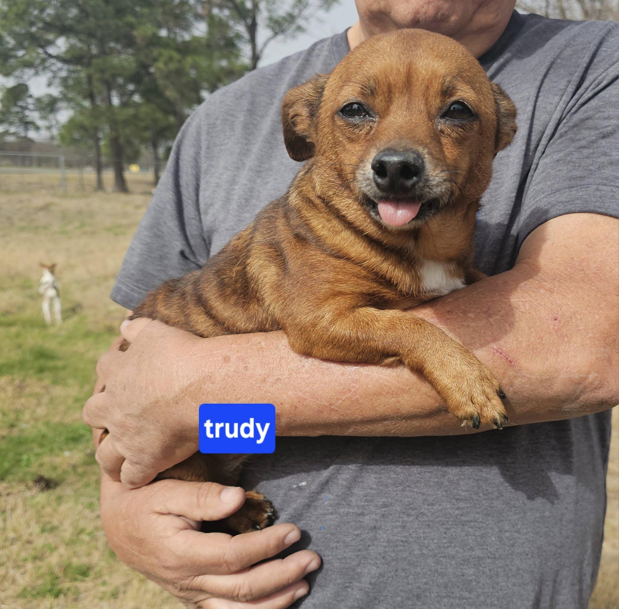 Dog for adoption - Trudy, a Chihuahua Mix in Olympia, WA | Petfinder