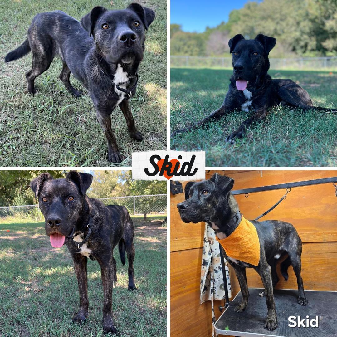 Dog for adoption - Skid, a Dutch Shepherd & Plott Hound Mix in ...