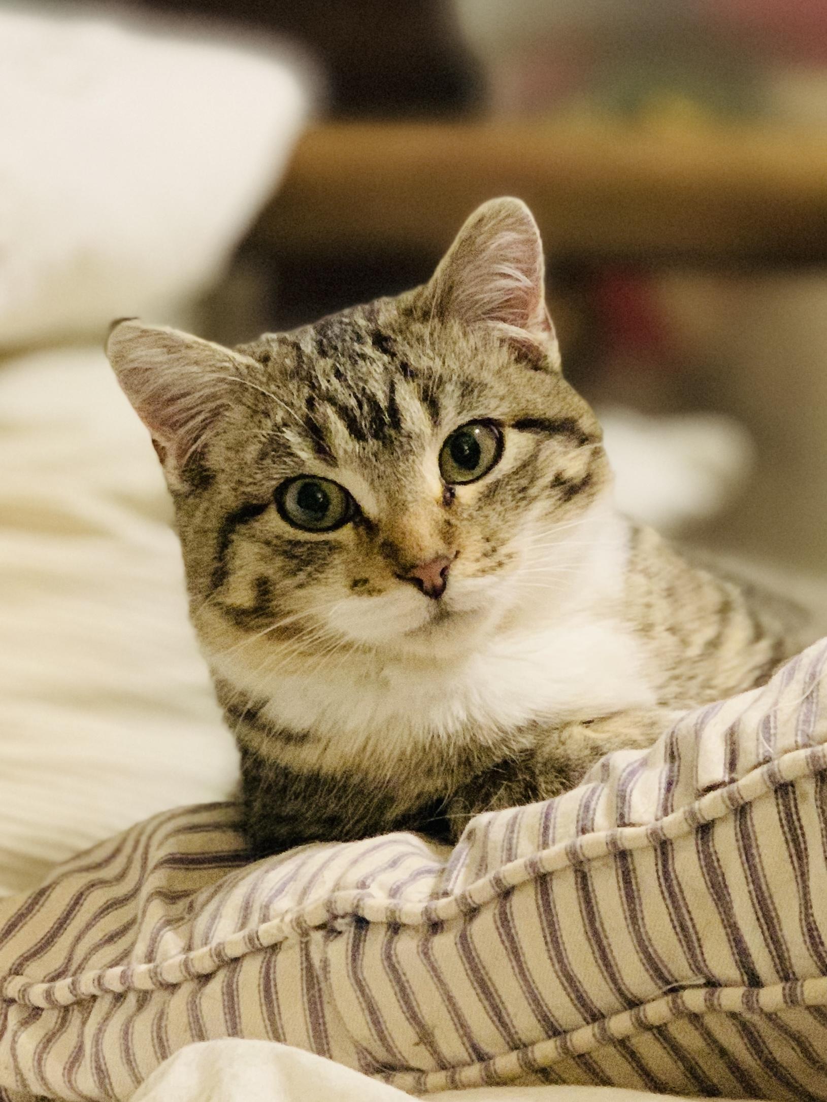 Cat for adoption - GILBERT *Pending Adoption*, a Tabby & Domestic Short Hair Mix in Panora, IA ...