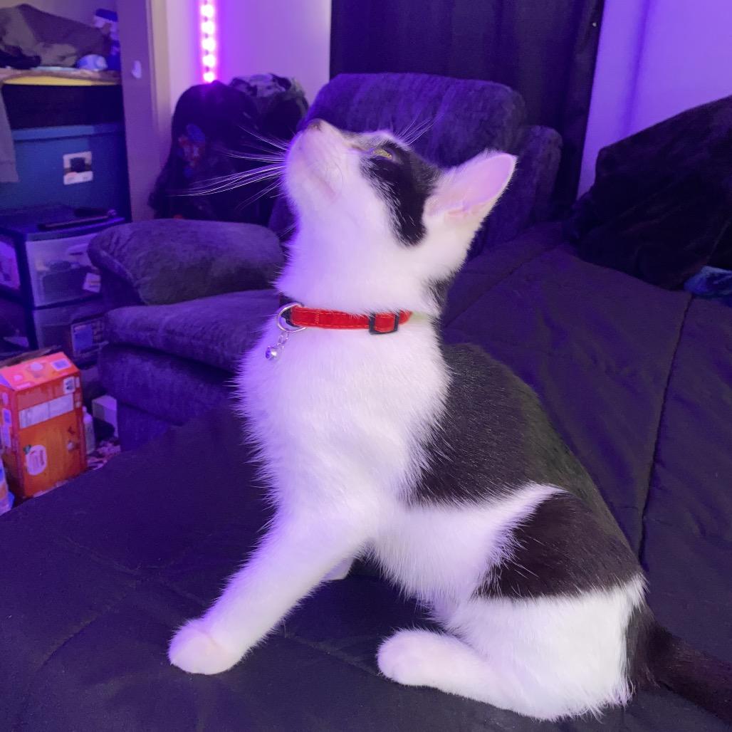 Cat for adoption - Shale, a Domestic Short Hair in Evanston, IL | Petfinder