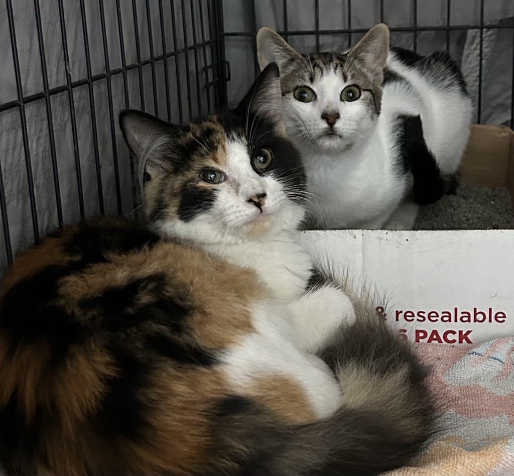 Cat for adoption - Calico kittens, a Domestic Medium Hair in Westfield ...
