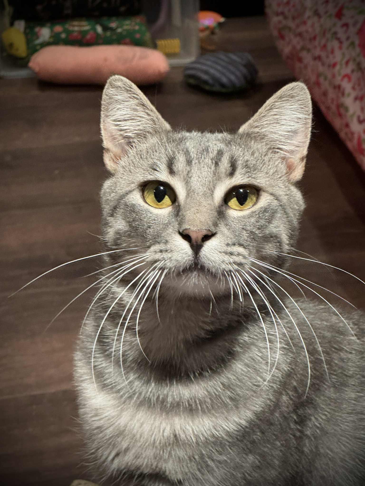 Cat for adoption - Tater Tot, a Domestic Short Hair in Janesville , WI | Petfinder