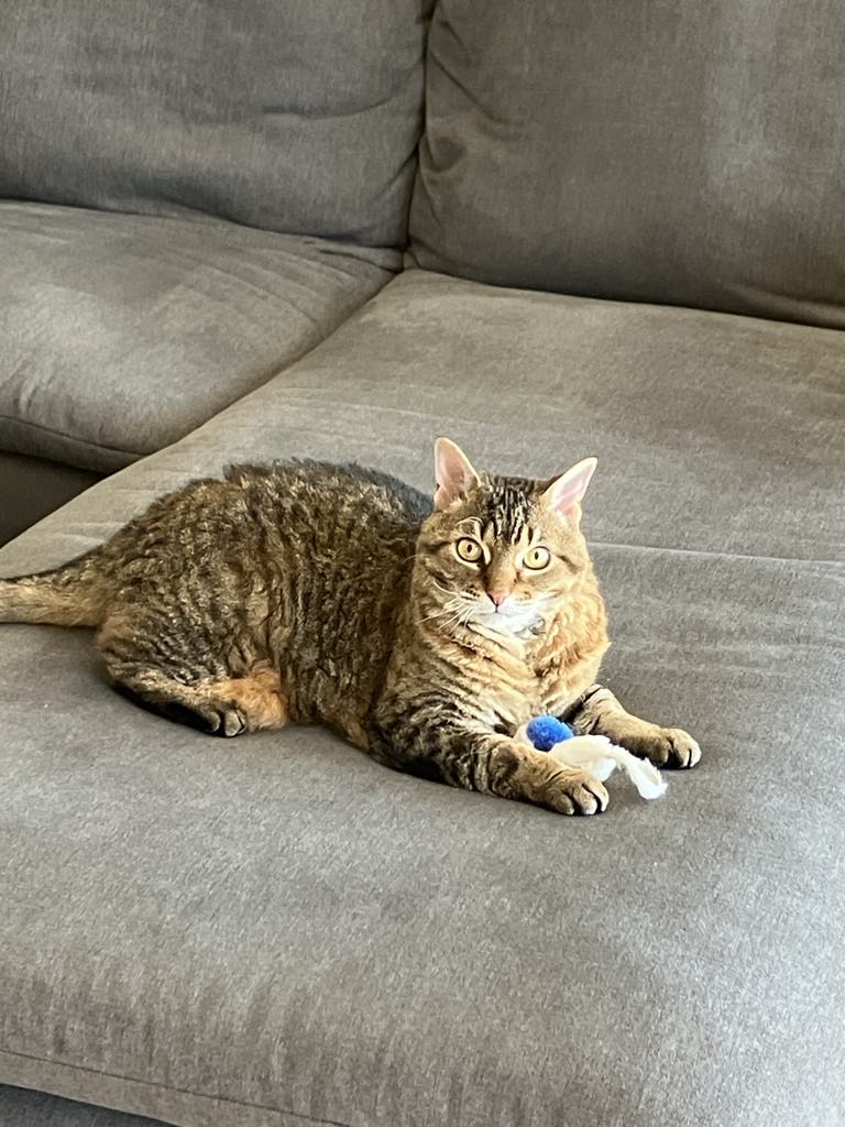 Cat for adoption - Tasha, a Domestic Short Hair in Perrineville, NJ ...