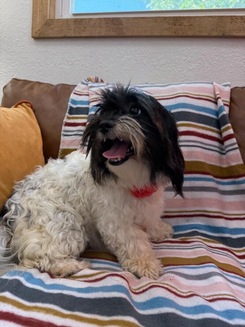 Dog for adoption - Little Girl Lippe, a Maltese & Shih Tzu Mix in Delta ...