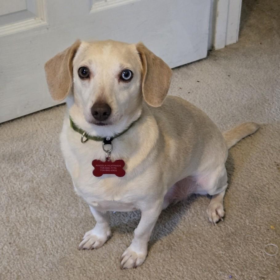 Dog for adoption - Pachoo, a Chihuahua Mix in Washington, DC | Petfinder