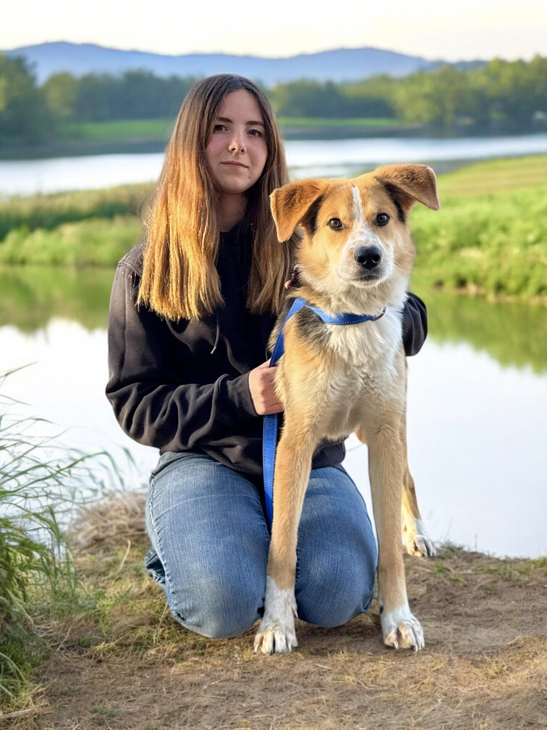 Dog for adoption - Fox, a Foxhound & German Shepherd Dog Mix in ...