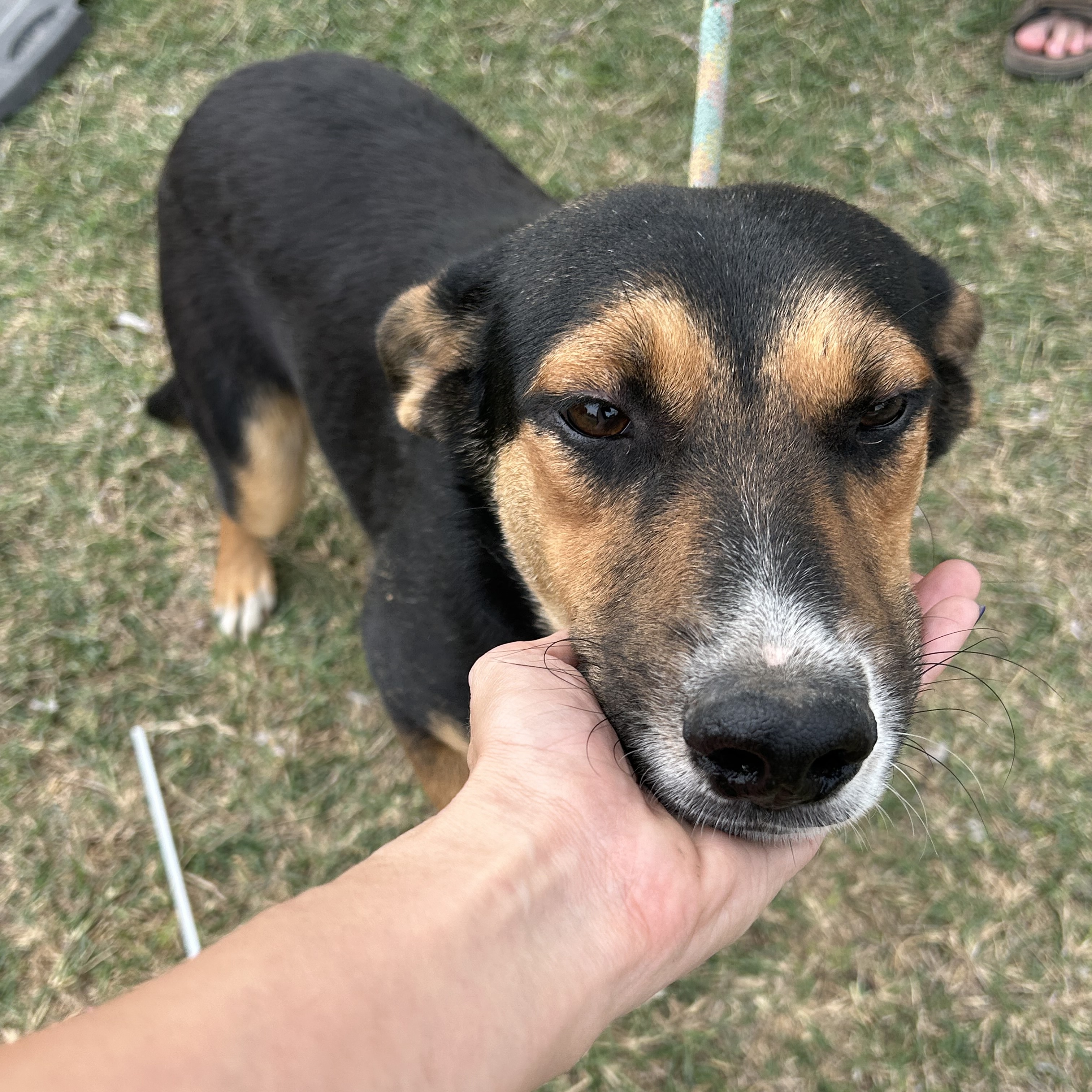 Dog for adoption - Lilo, an American Foxhound & Labrador Retriever Mix ...