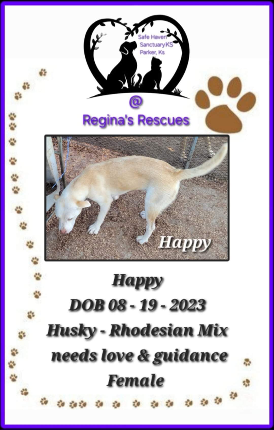 Dog for adoption - Happy, a Husky & Rhodesian Ridgeback Mix in Parker ...
