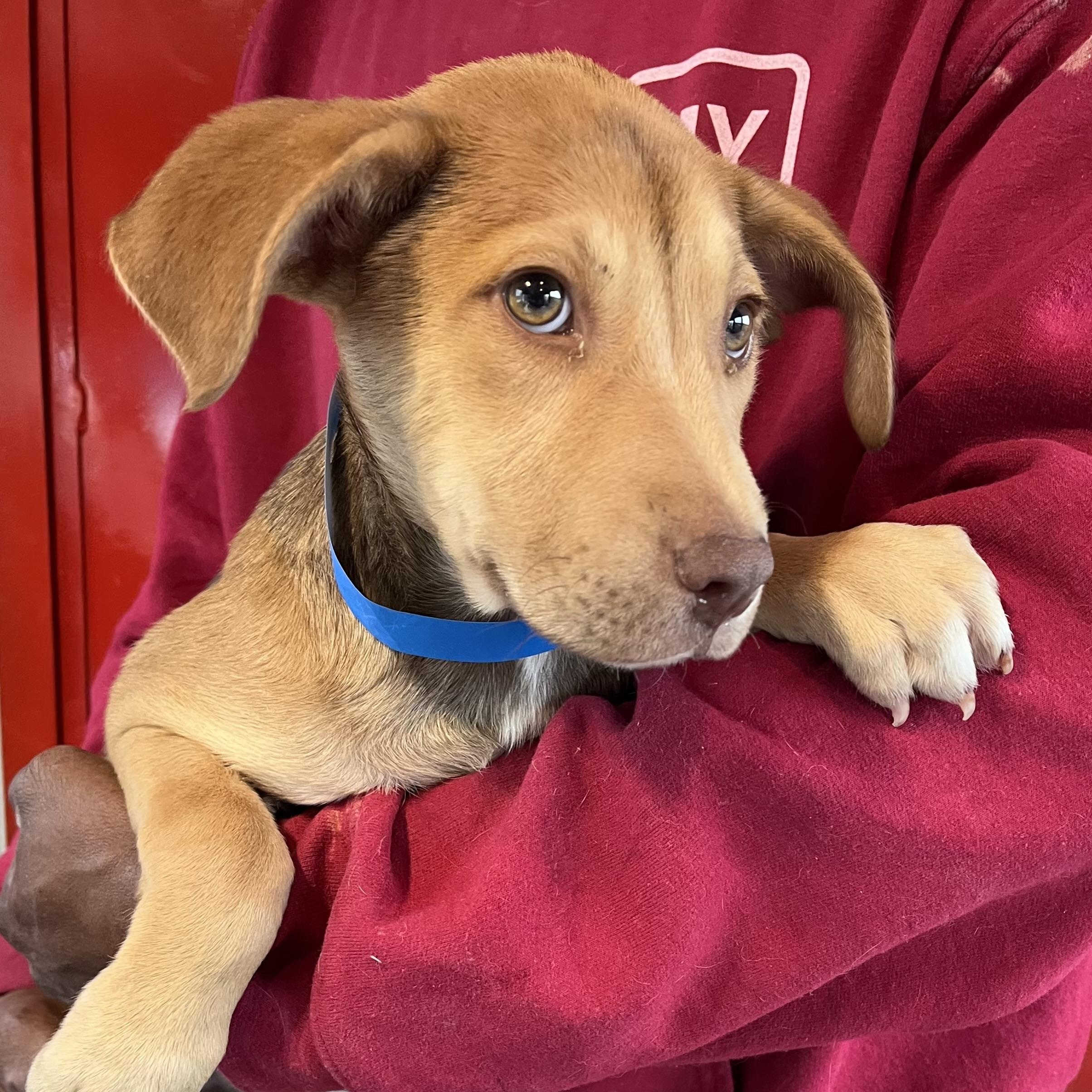 Dog for adoption - Pixie - Local Dec 13-15, a Labrador Retriever Mix in ...