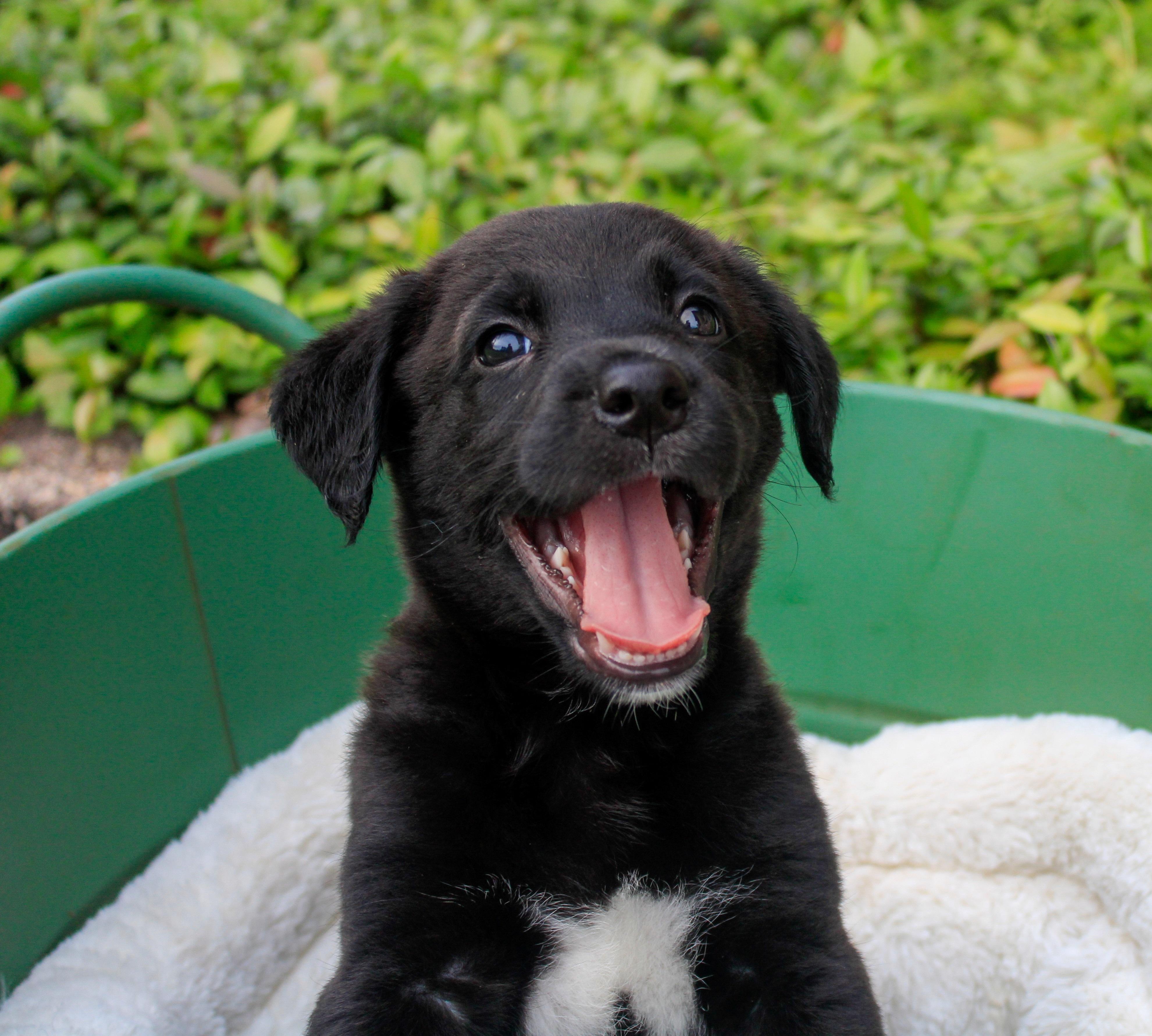 Dog for adoption - Ruby, a Labrador Retriever Mix in Fogelsville, PA ...