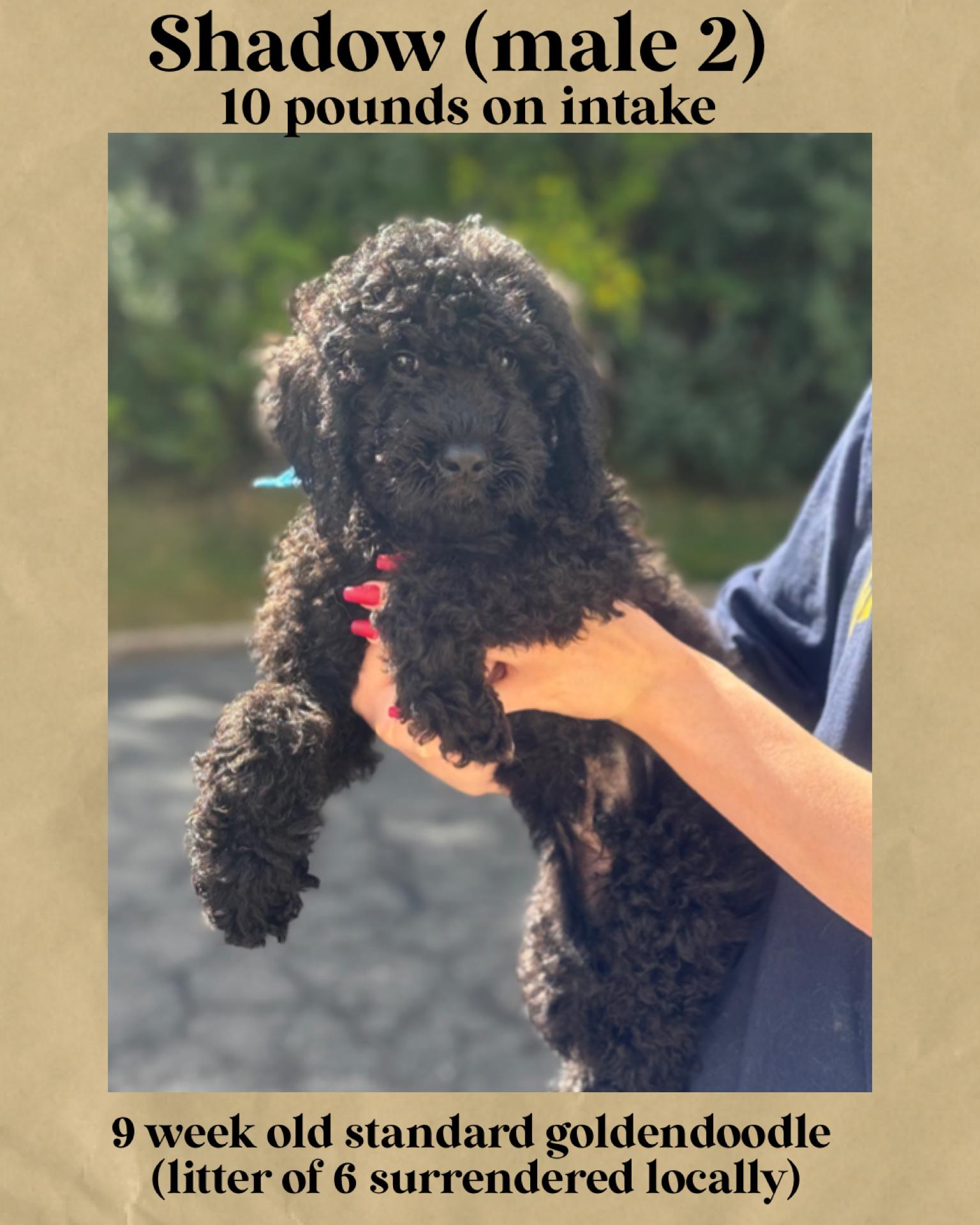 Dog for adoption - Shadow, a Goldendoodle Mix in Manchester, CT | Petfinder
