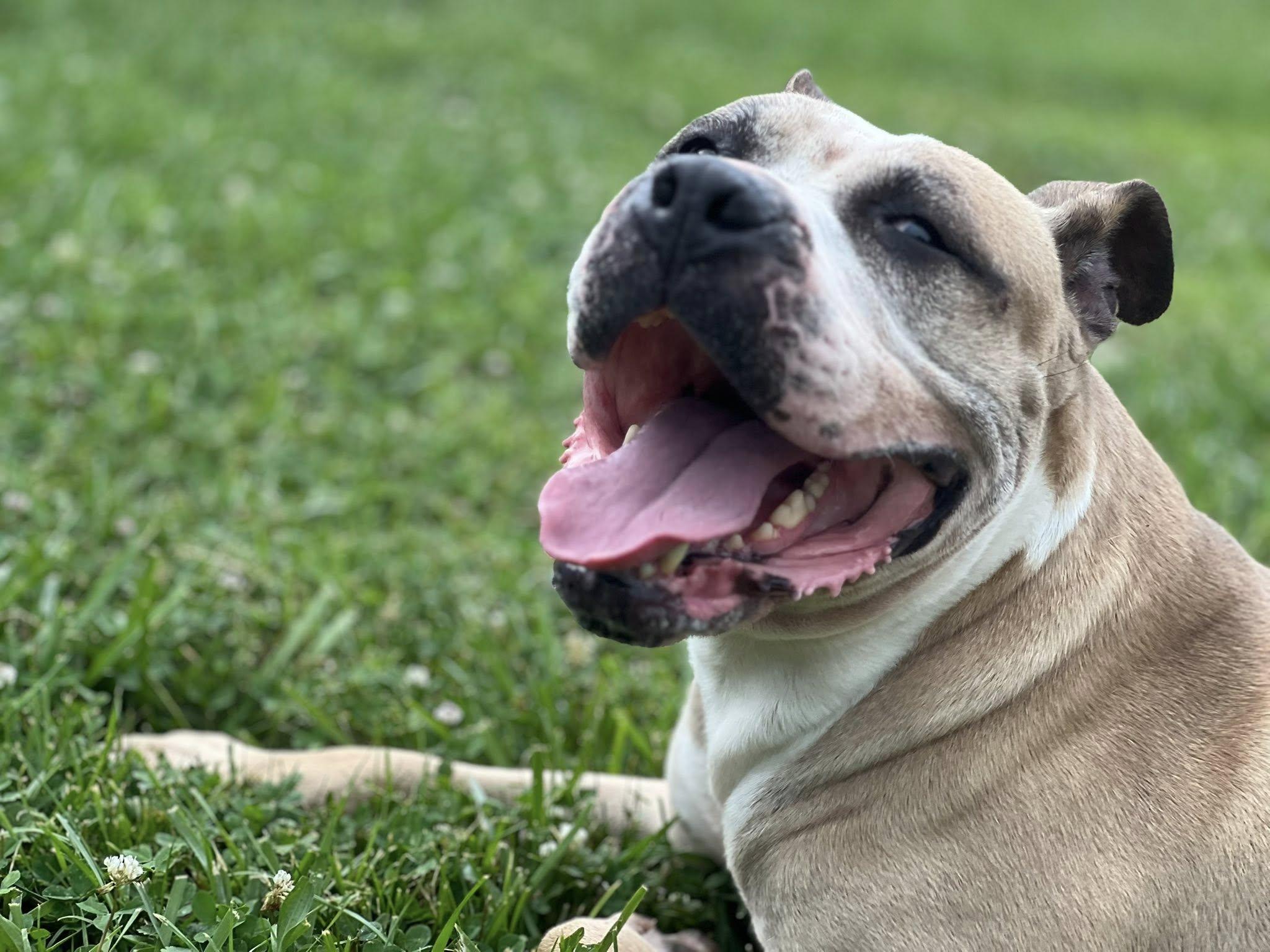 Dog for adoption - Cornpone, a Pit Bull Terrier in Wooster, OH | Petfinder