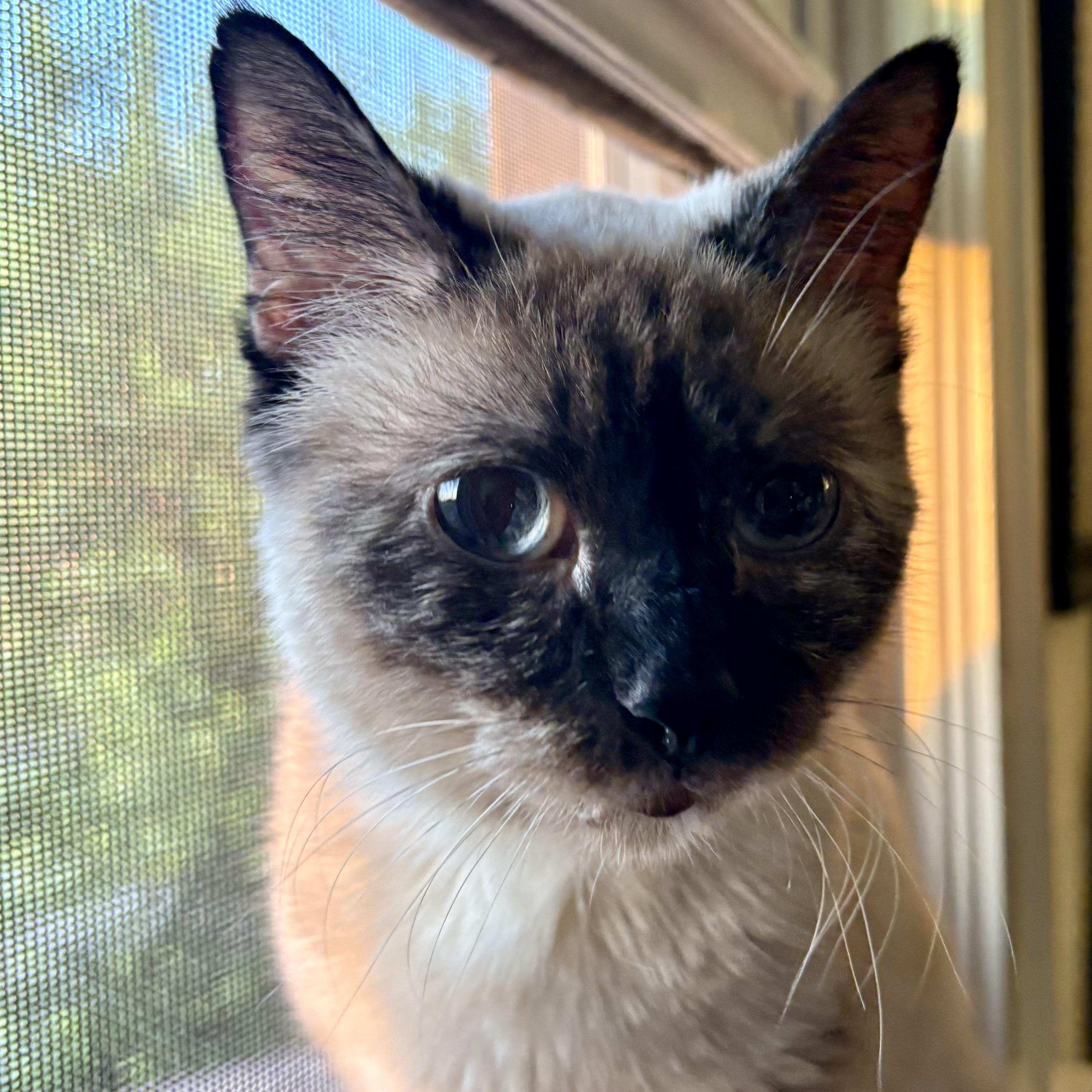 Cat for adoption - Nala, a Domestic Short Hair & Siamese Mix in Akron ...