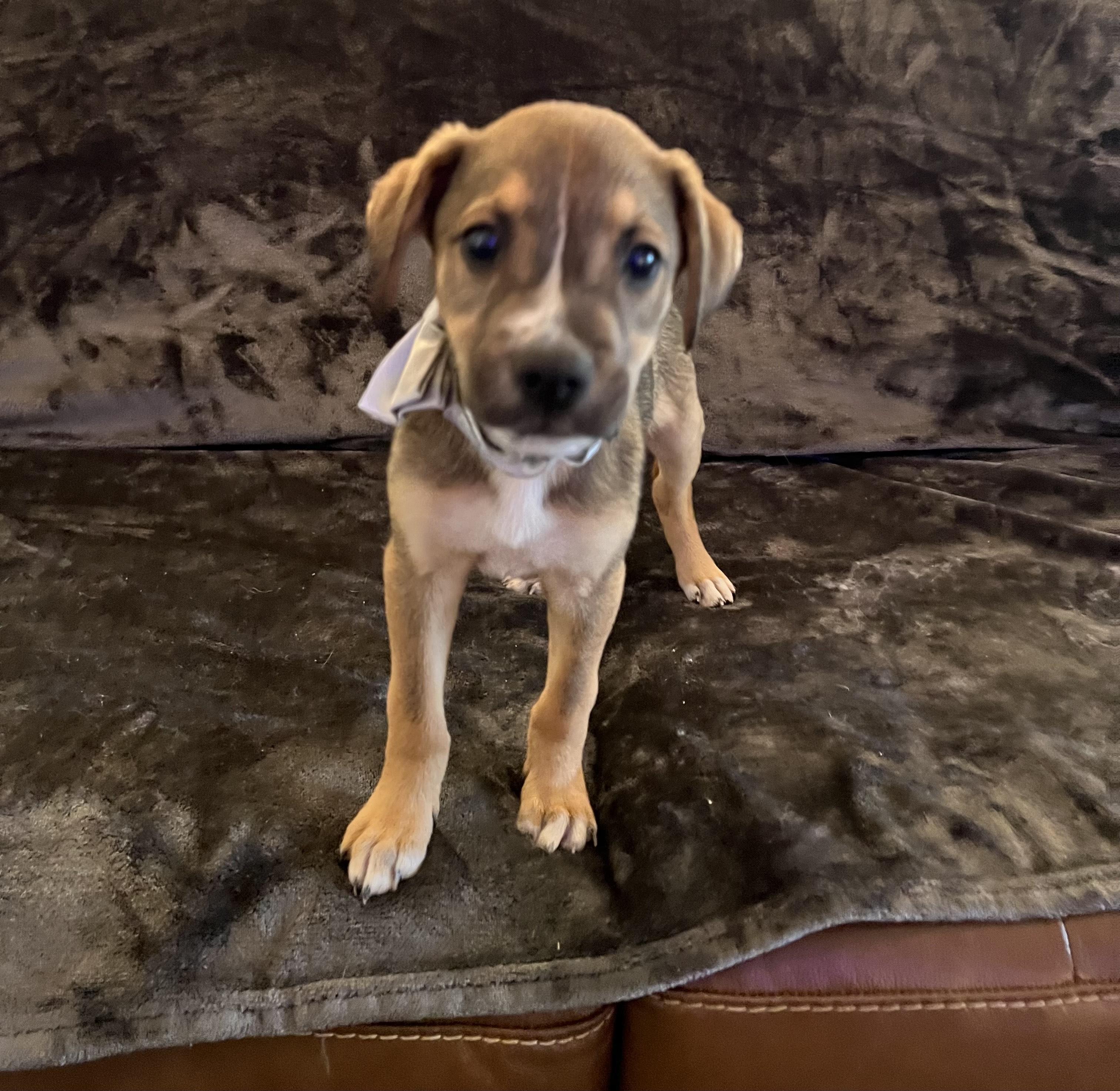 Dog for adoption - Rusty Wallace, a Shepherd Mix in Manassas , VA ...