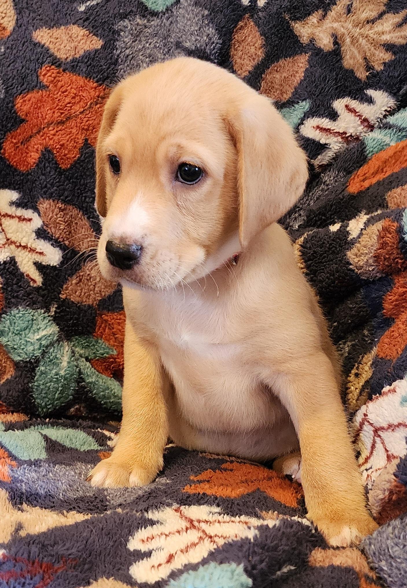 Dog for adoption - Greg, a Labrador Retriever Mix in Lisbon, IA | Petfinder