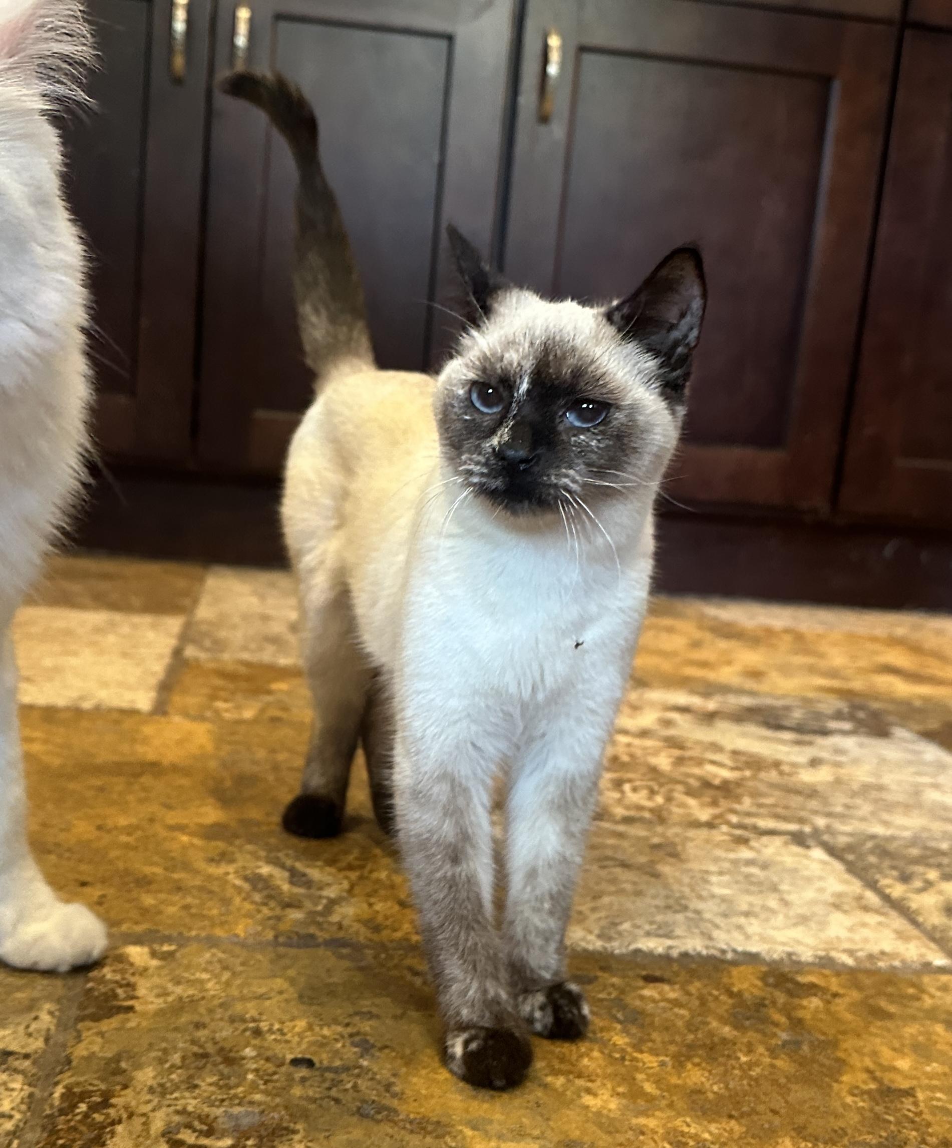 Cat for adoption - Sugar Cookie, a Siamese in Oceanside, CA | Petfinder