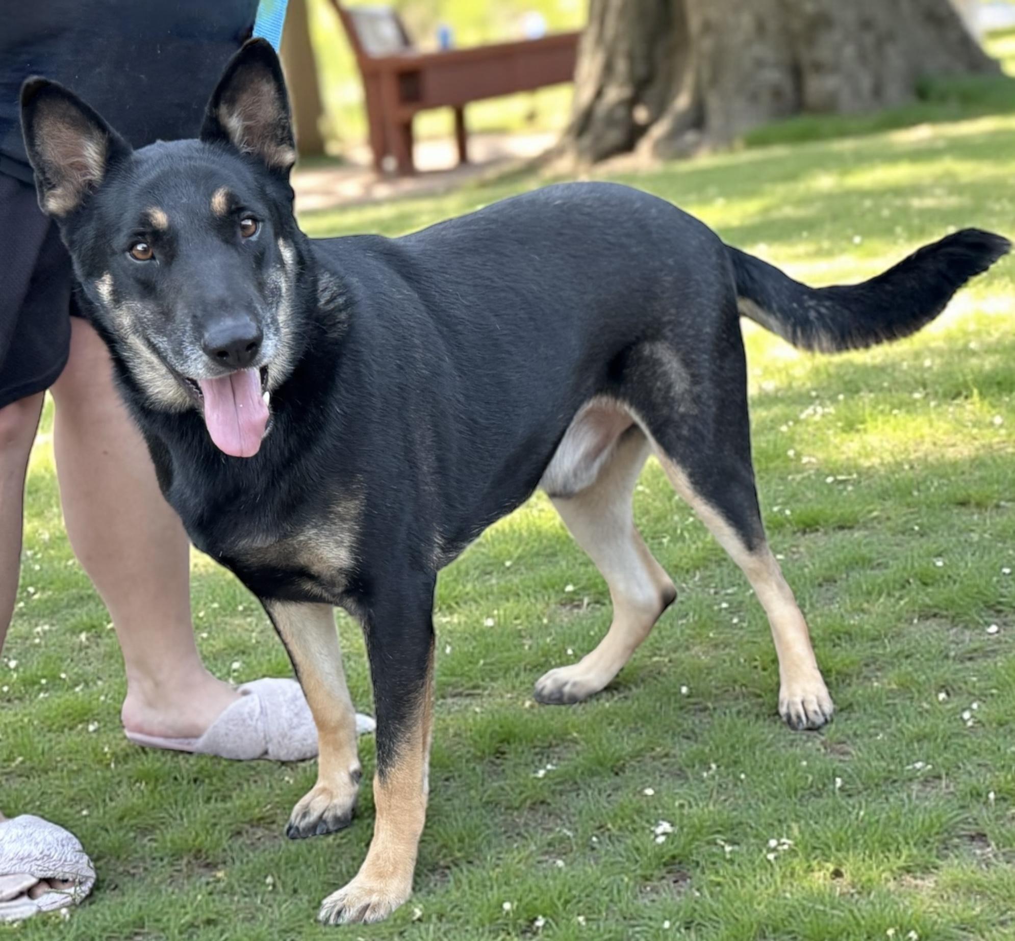 Dog for adoption - Oso, a German Shepherd Dog in Spokane, WA | Petfinder