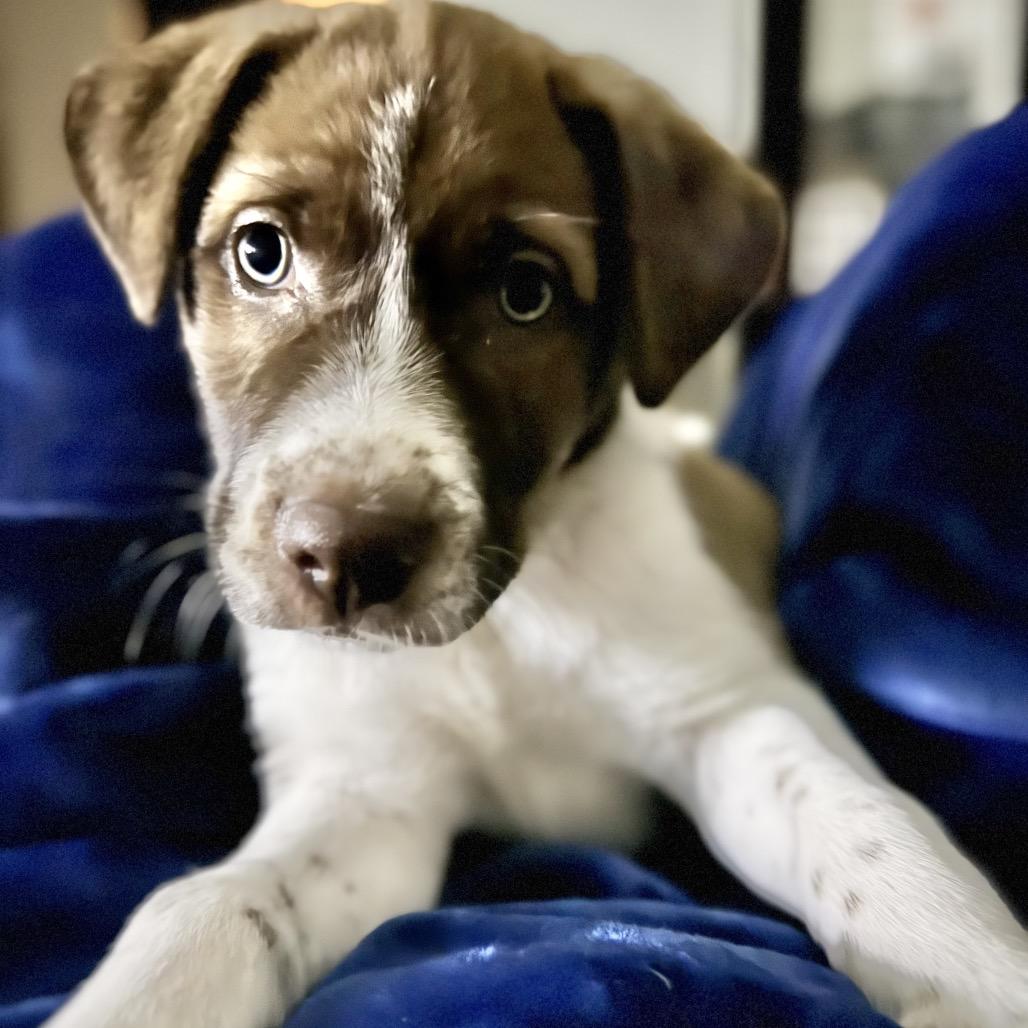 Dog for adoption - Cheerio, a Labrador Retriever in Nashville, TN ...