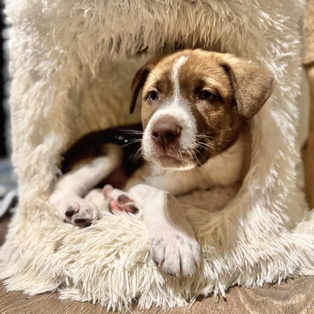 Dog for adoption - Cheerio, a Labrador Retriever in Nashville, TN ...