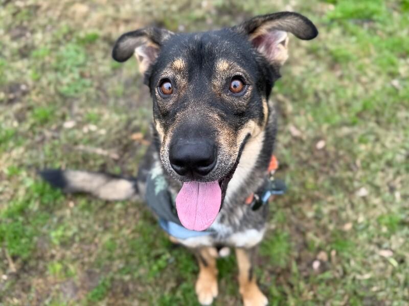 Dog for adoption - Moose Cow, a German Shepherd Dog & Black Mouth Cur ...