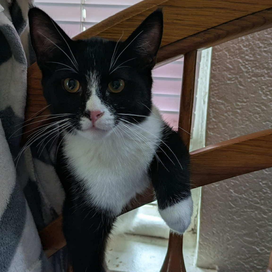 Cat for adoption - Minos- the perfect cat with the longest tail ever ...