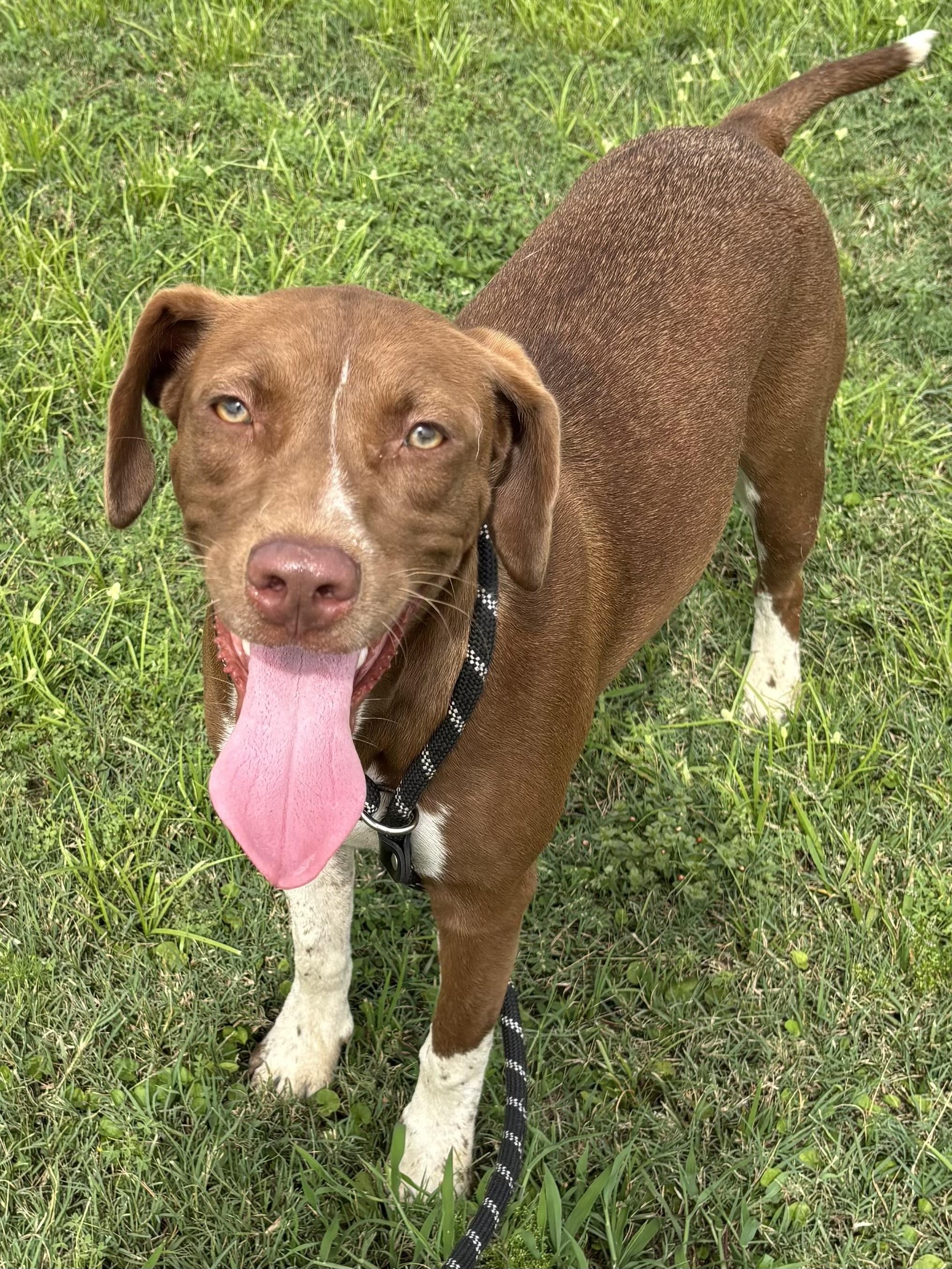 Dog for adoption - Cinnamon, a German Shorthaired Pointer Mix in ...