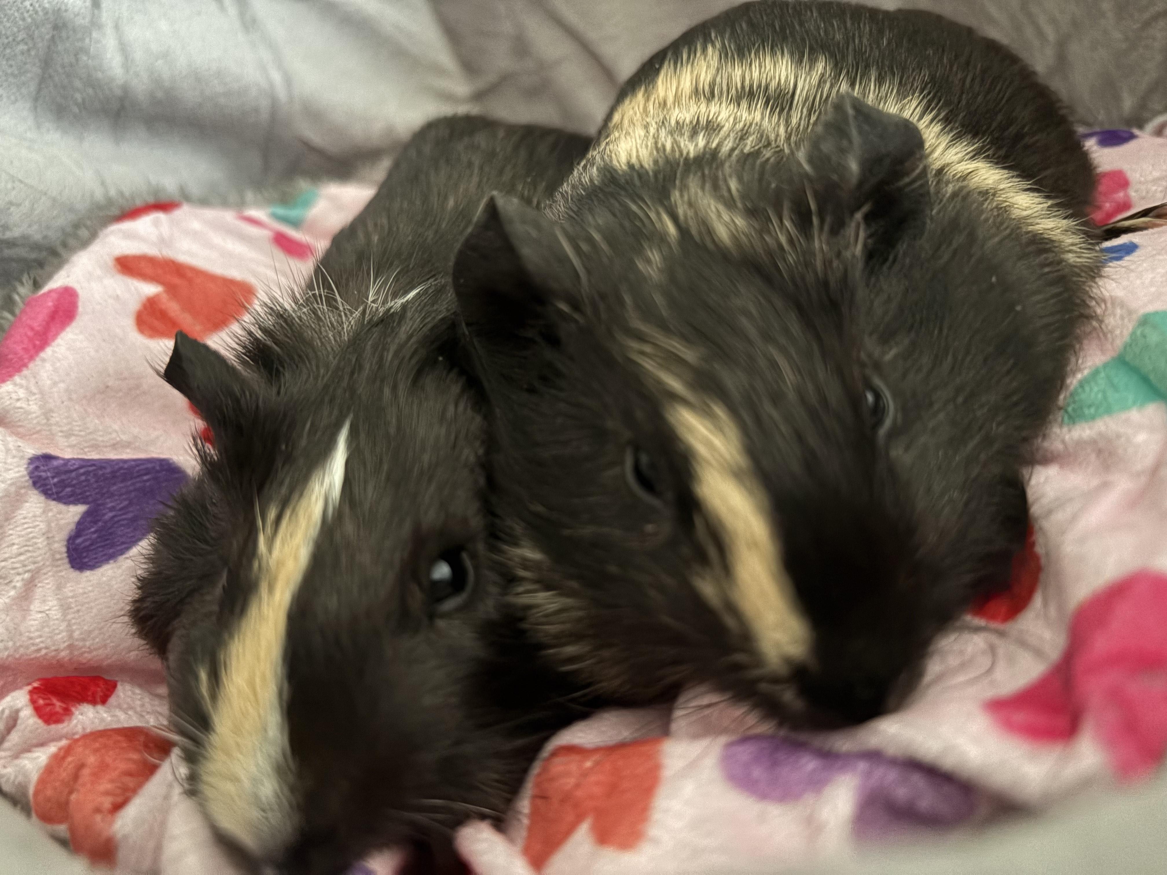 Guinea Pig for adoption - Nancy & Nana, a Short-Haired in San Antonio, TX | Petfinder